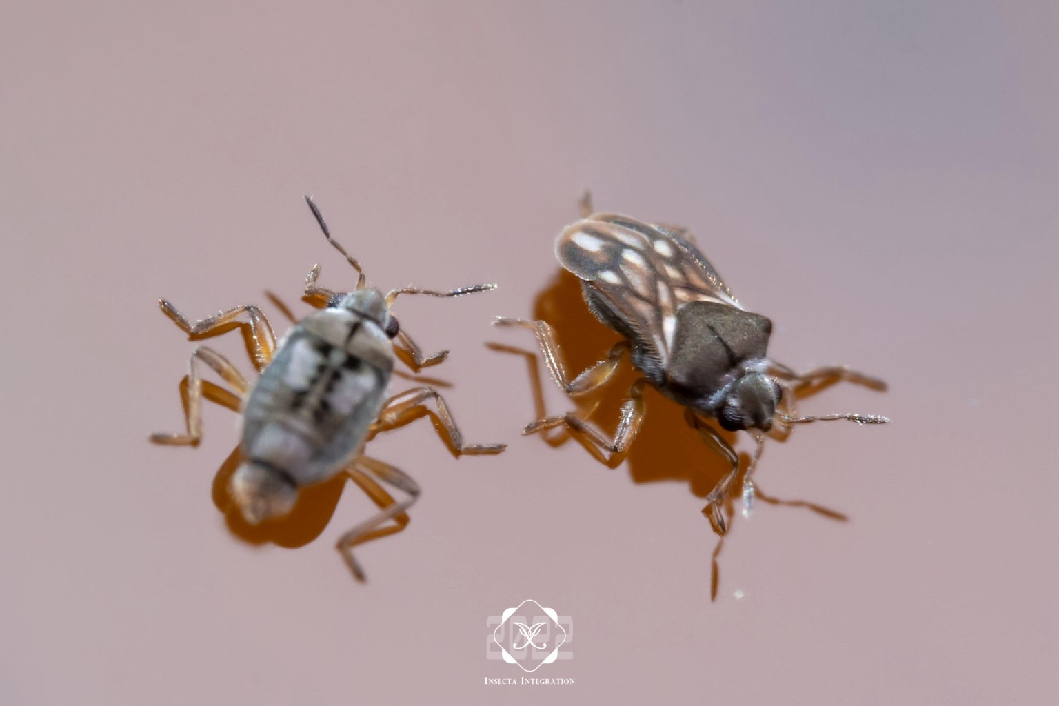 宽肩蝽科 Veliidae – IISDW