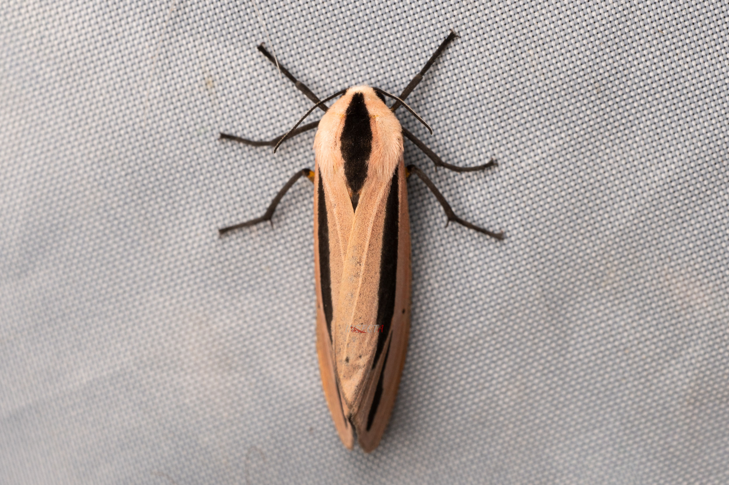 黑条灰灯蛾 Creatonotos gangis – IISDW