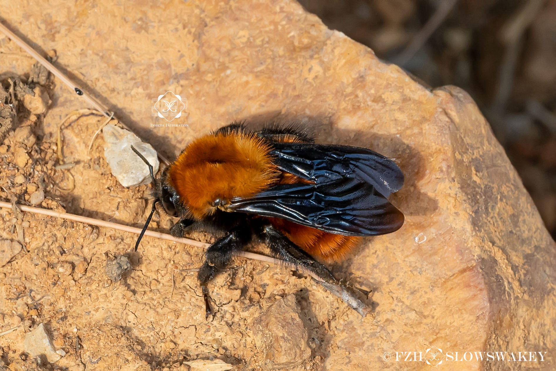 黑足熊蜂 Bombus atripes – IISDW