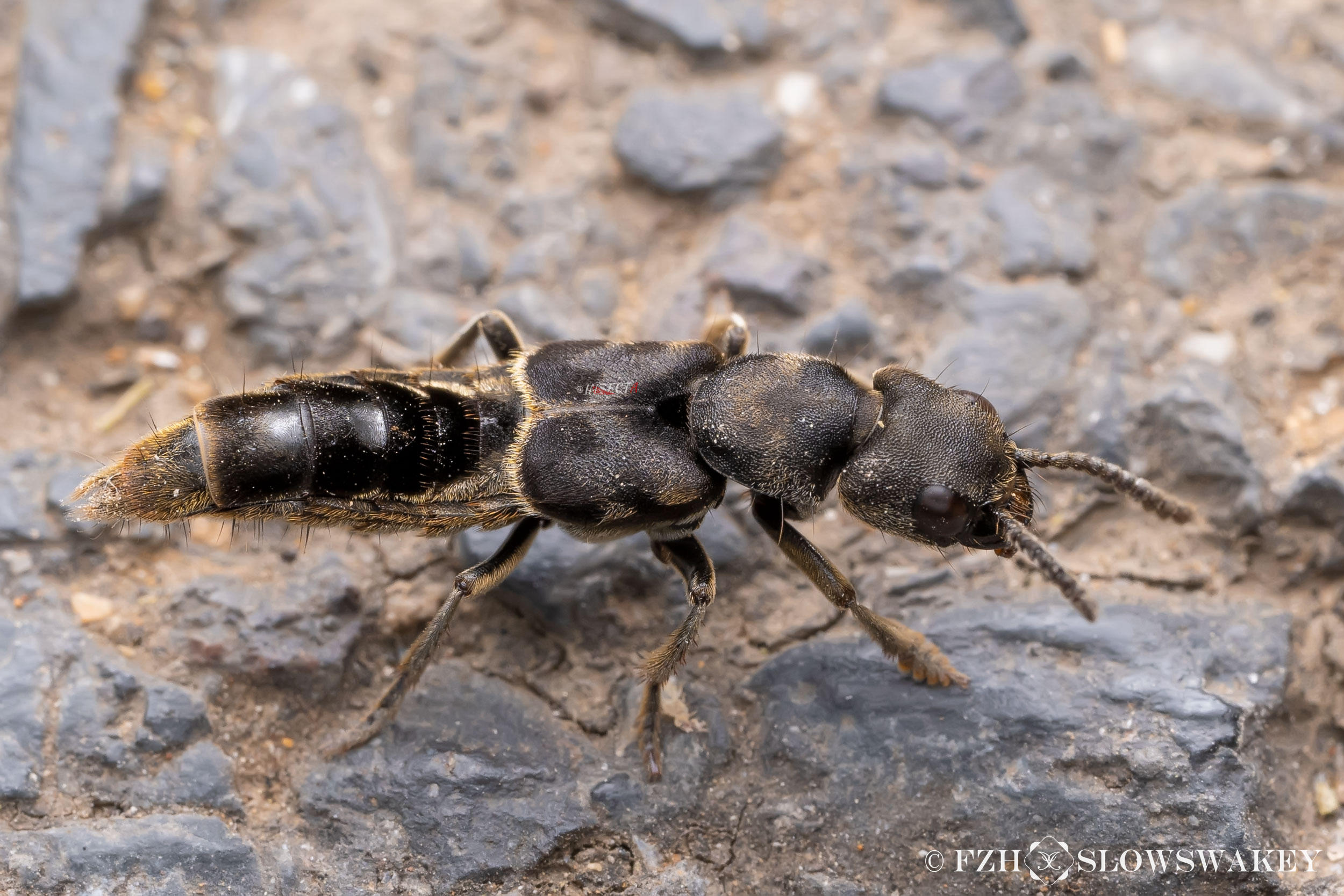 突颊隐翅虫属 Naddia – IISDW