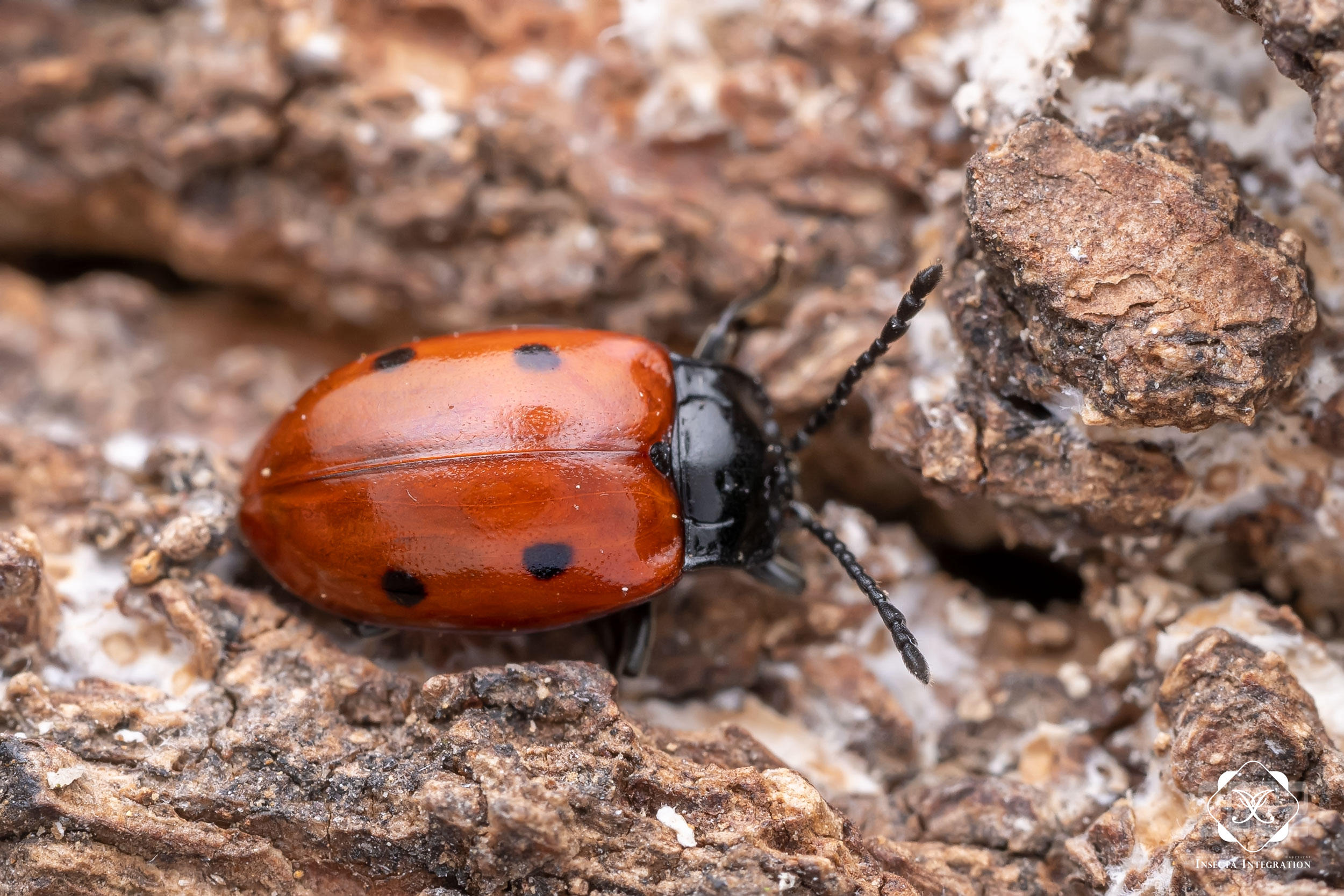 中华伪瓢虫 Endomychus chinensis – IISDW