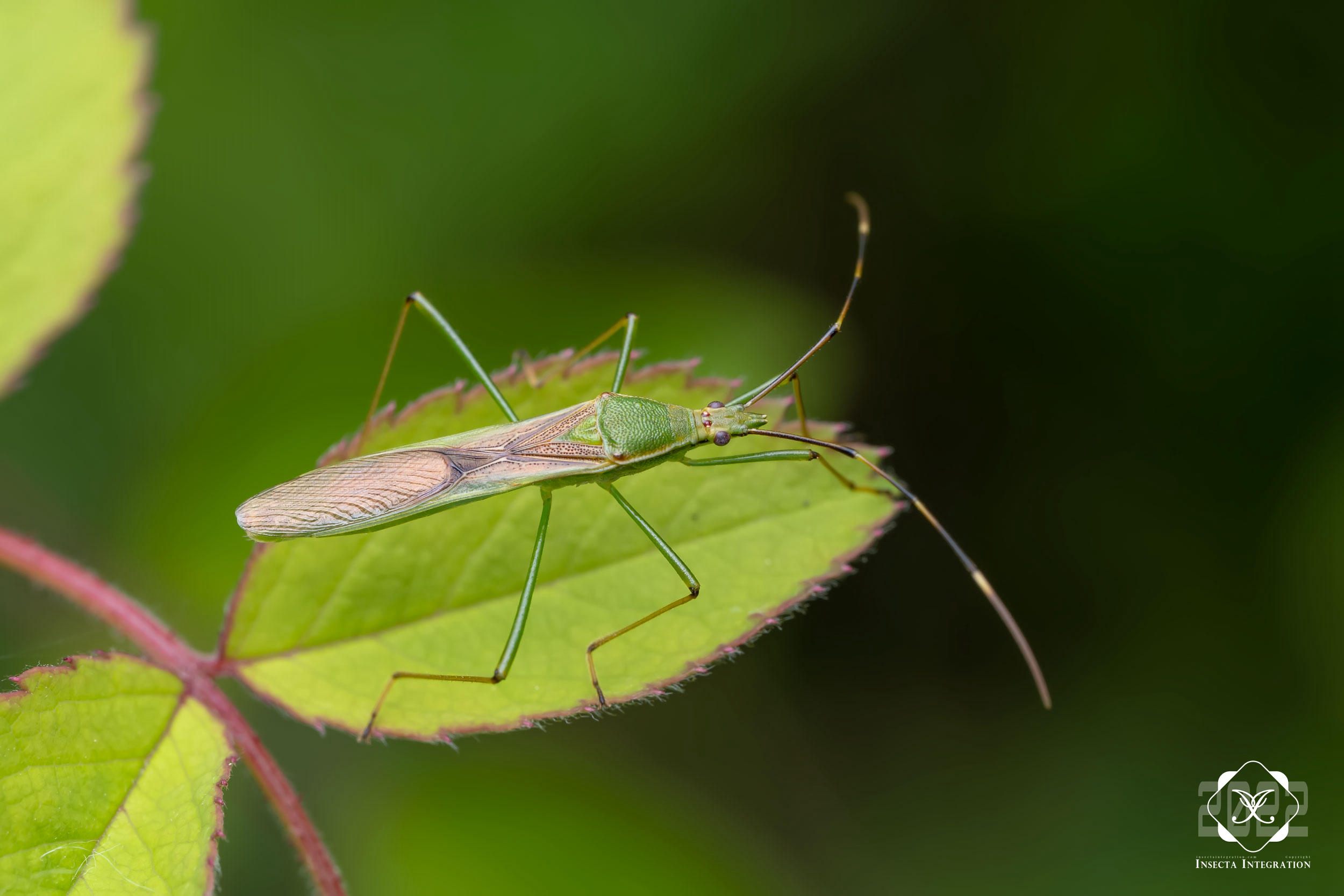 中稻缘蝽 Leptocorisa chinensis – IISDW