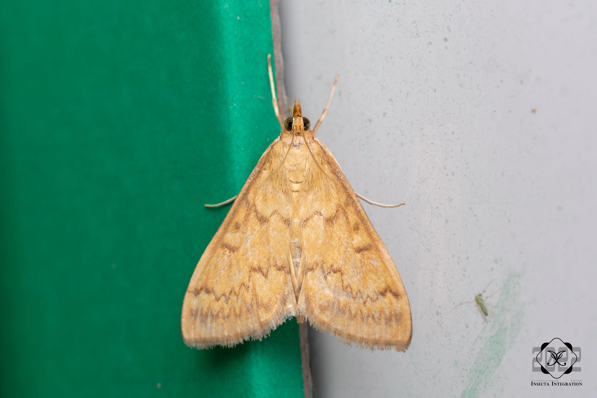 亚洲玉米螟 Ostrinia furnacalis – IISDW