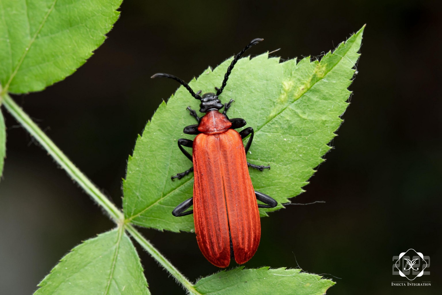 赤翅甲科 Pyrochroidae – IISDW