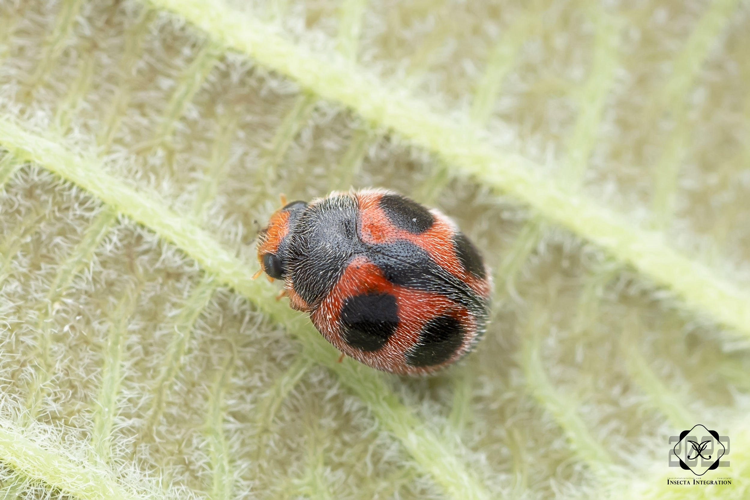 广盾瓢虫属 Platynaspis – IISDW