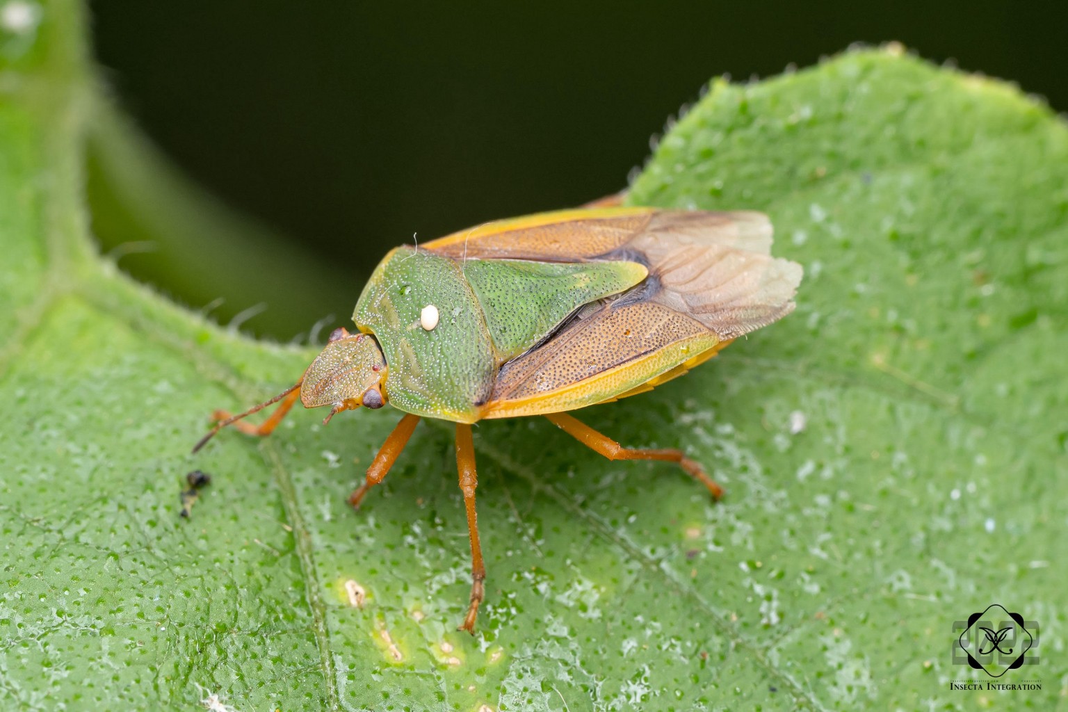 Palaearctic Realm (古北界) – 第 5 页 – IISDW