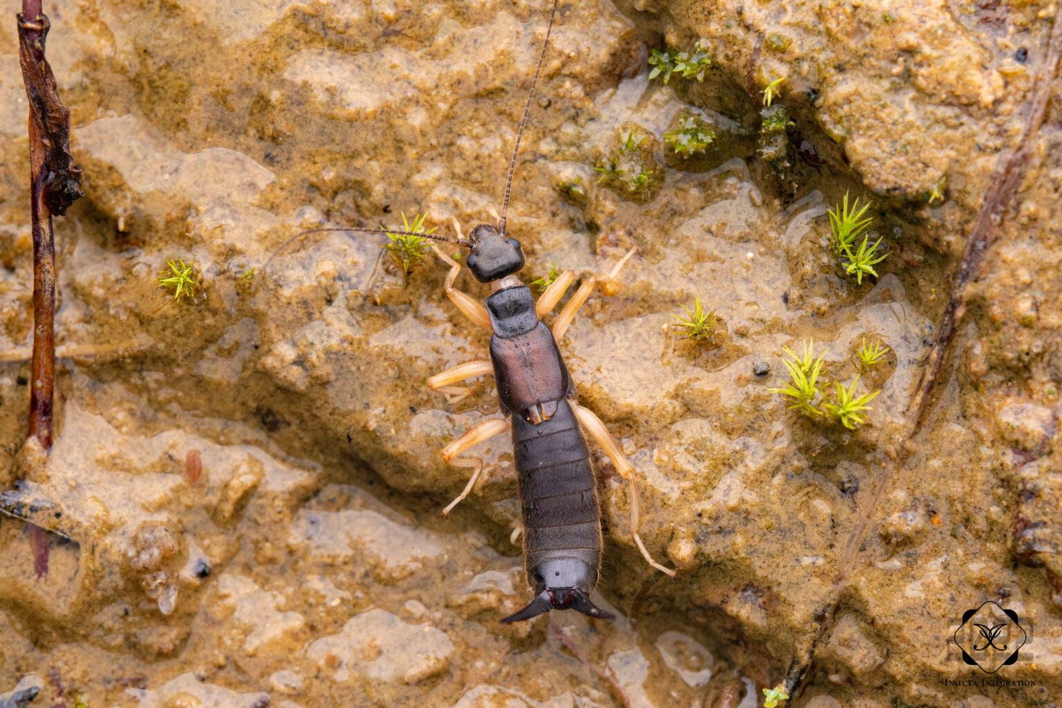 纳蠼螋属 Nala – IISDW