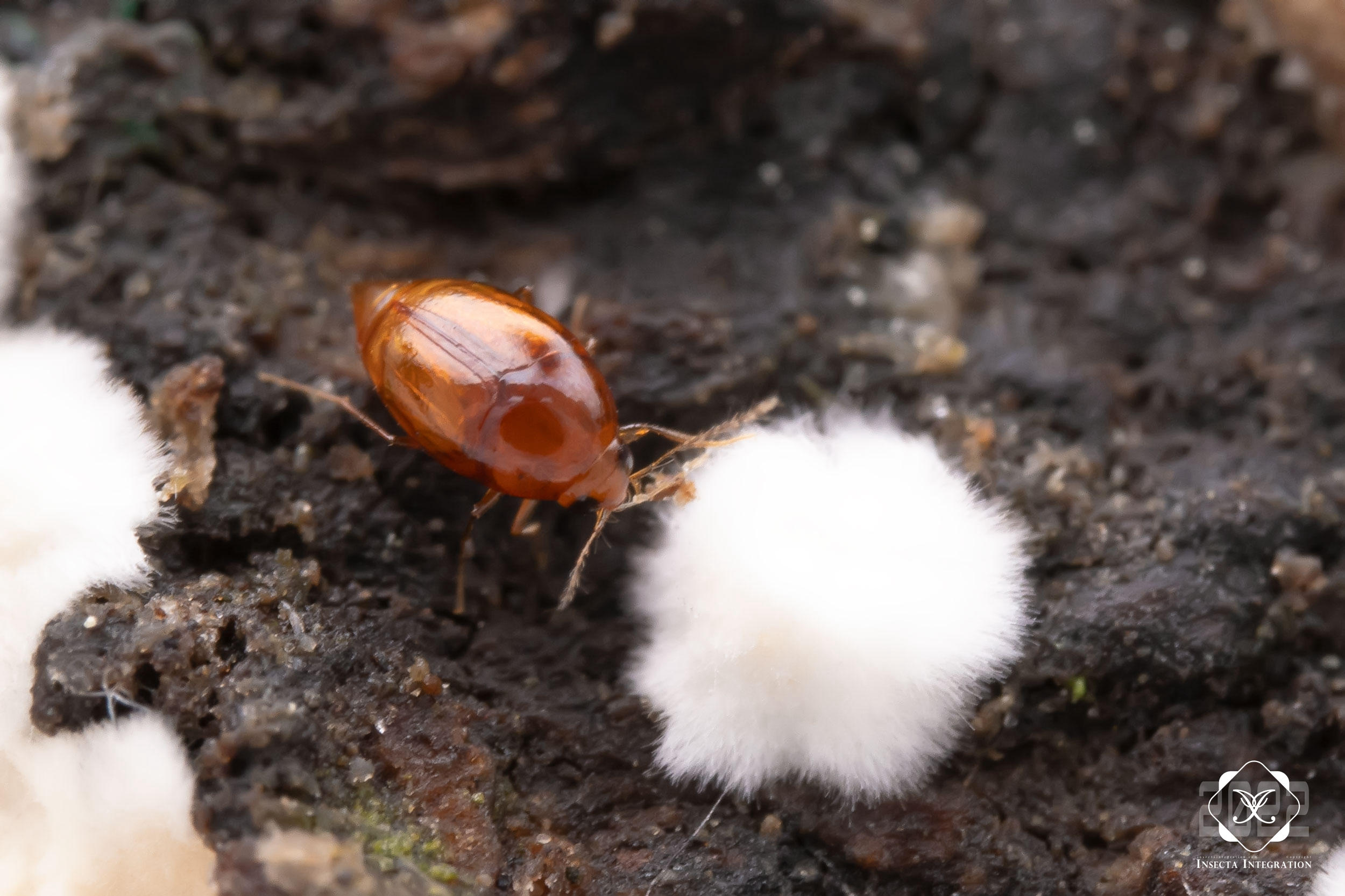 拟红细角出尾蕈甲 Scaphisoma pseudorufum – IISDW