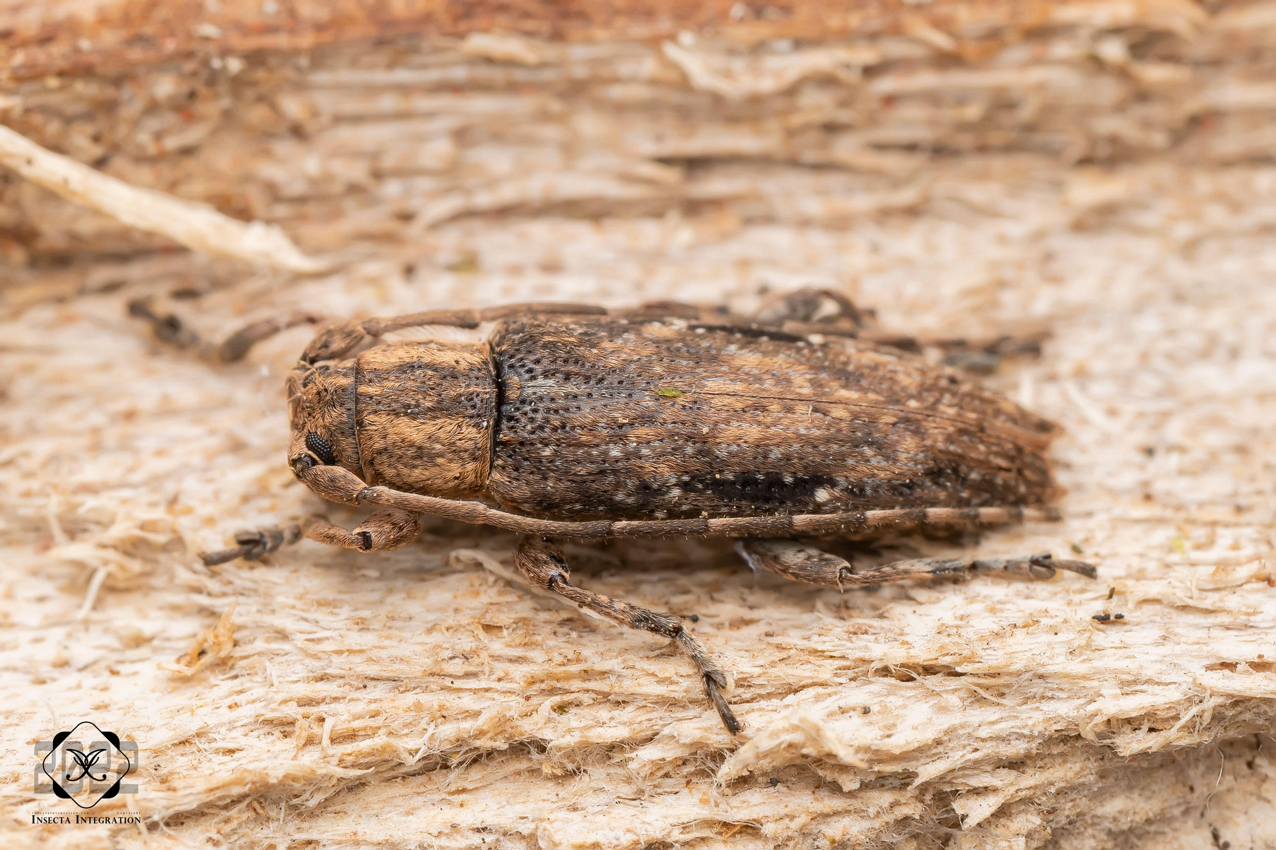 散天牛属 Sybra – IISDW