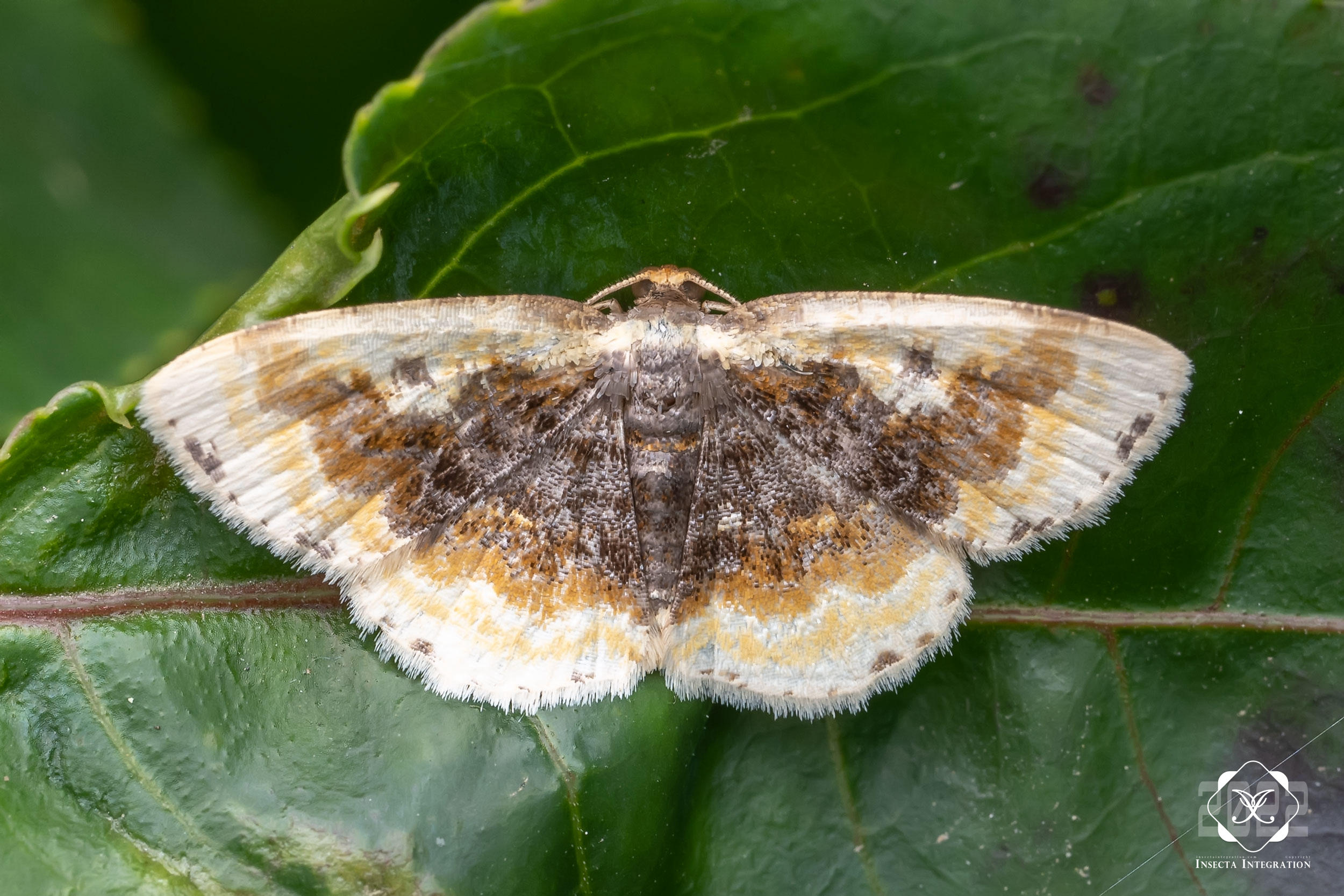 妮尺蛾属 Ninodes – IISDW