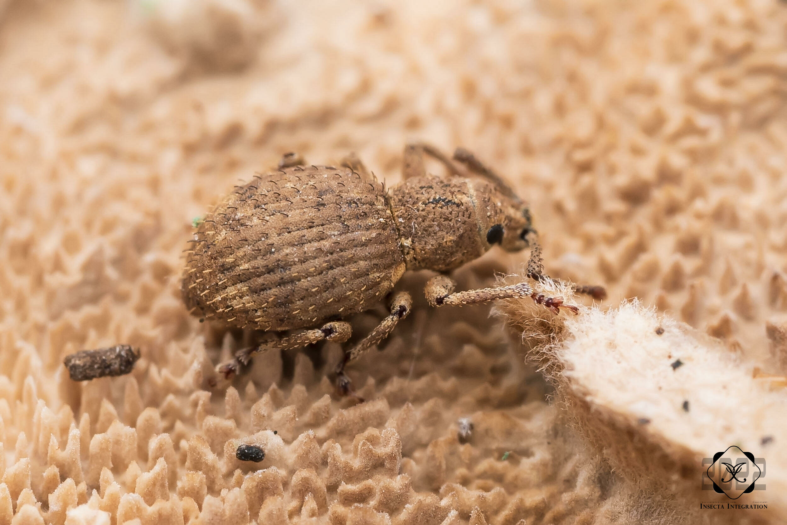 棉小卵象甲 Calomycterus obconicus – IISDW