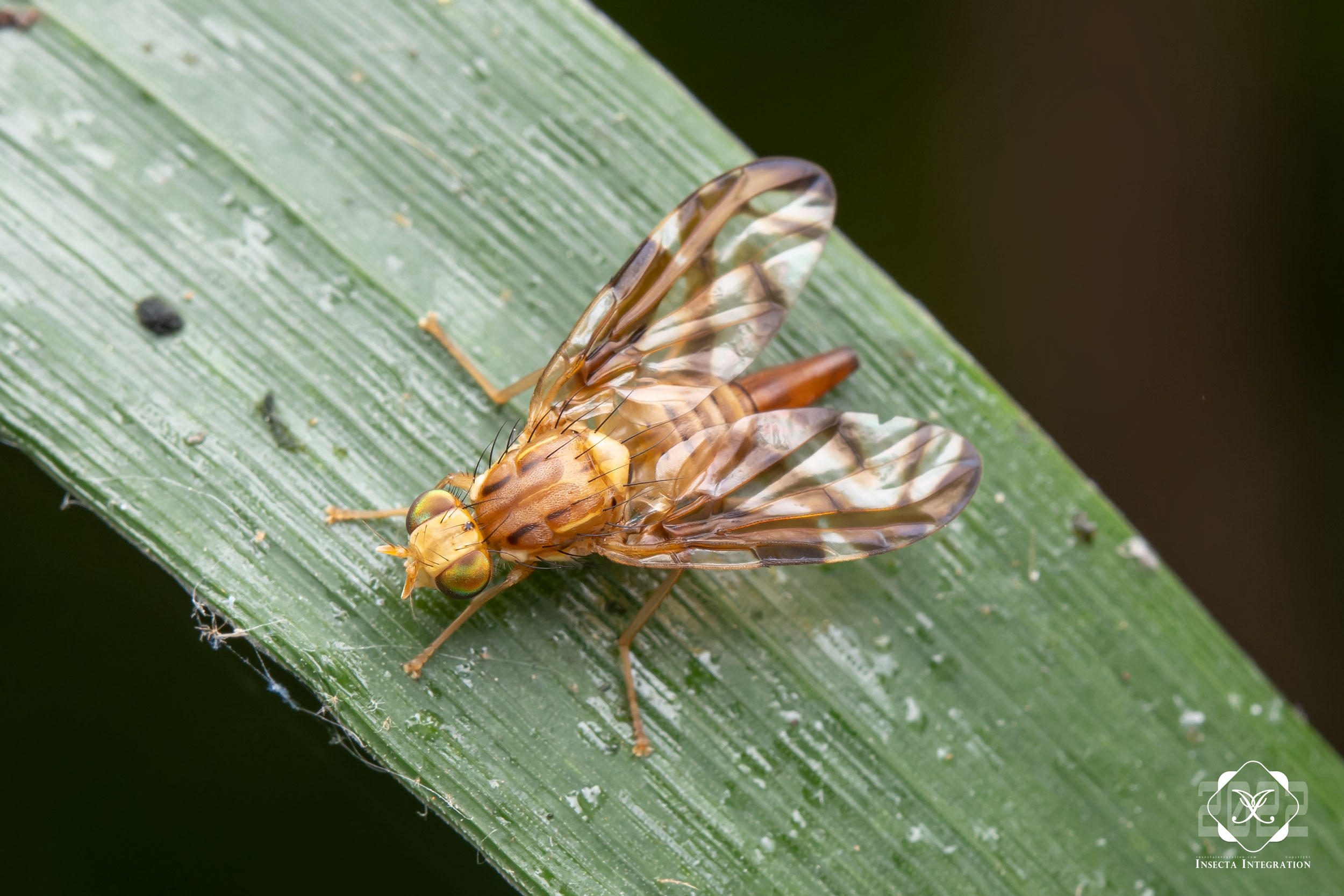实蝇科 Tephritidae – IISDW
