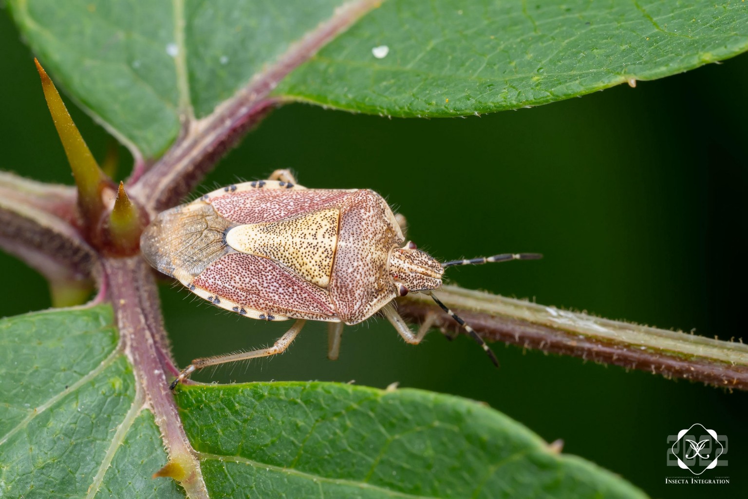 IISDW Species (标本库种类) – 第 15 页 – IISDW