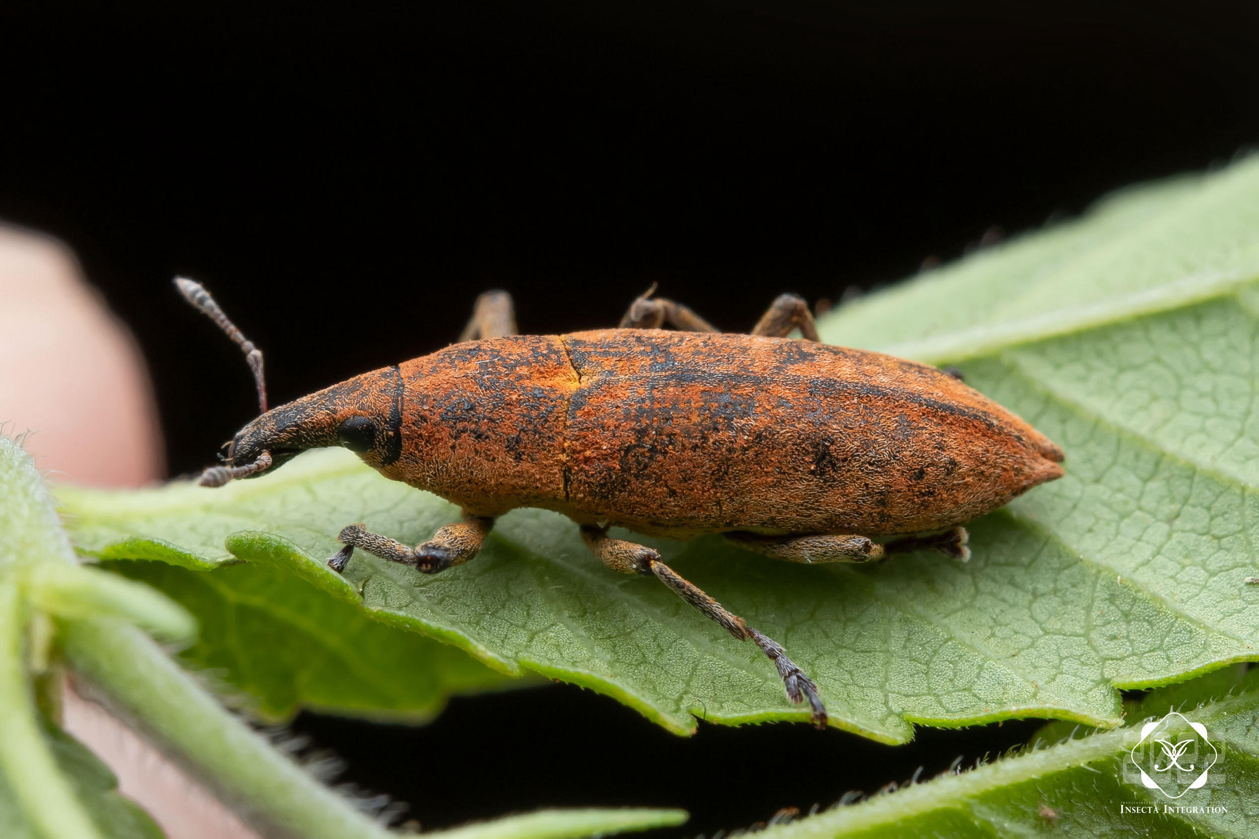象甲科 Curculionidae – IISDW