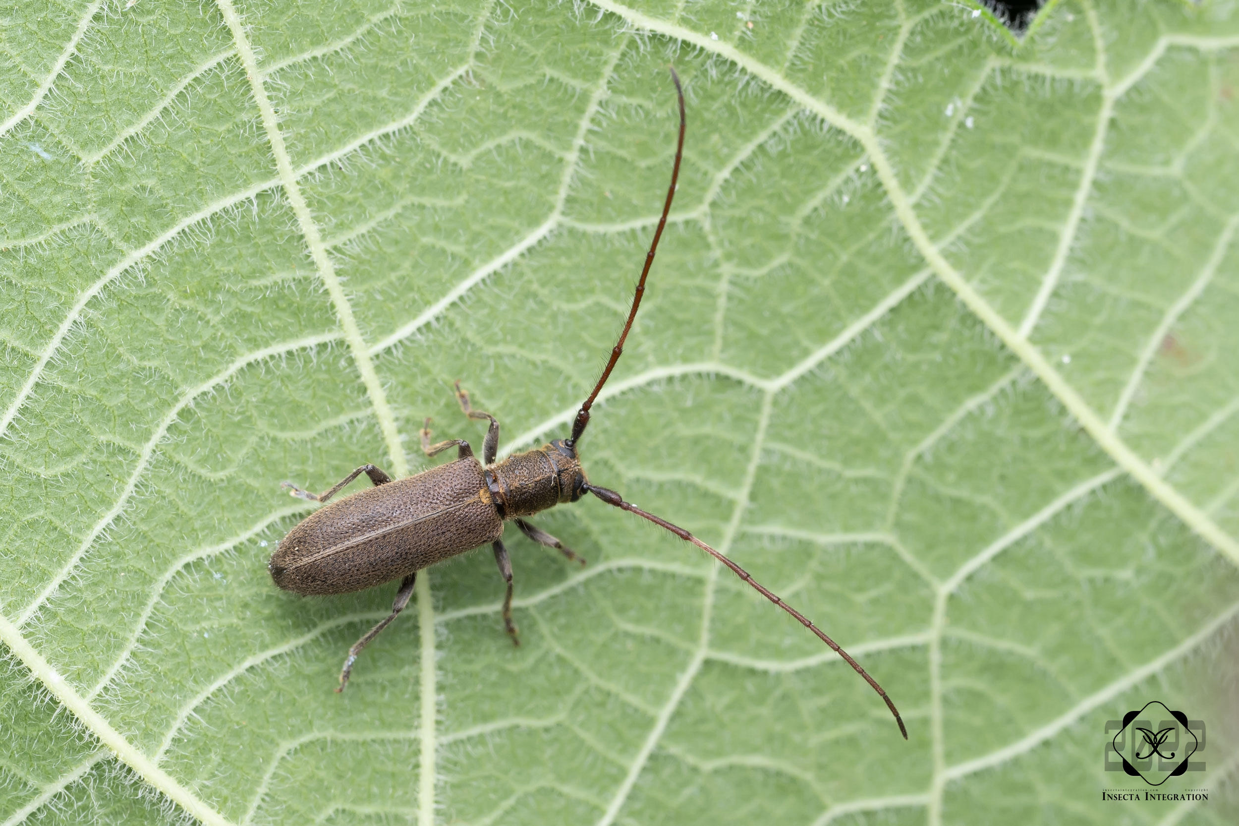 肖楔天牛 Asaperdina sordida – IISDW