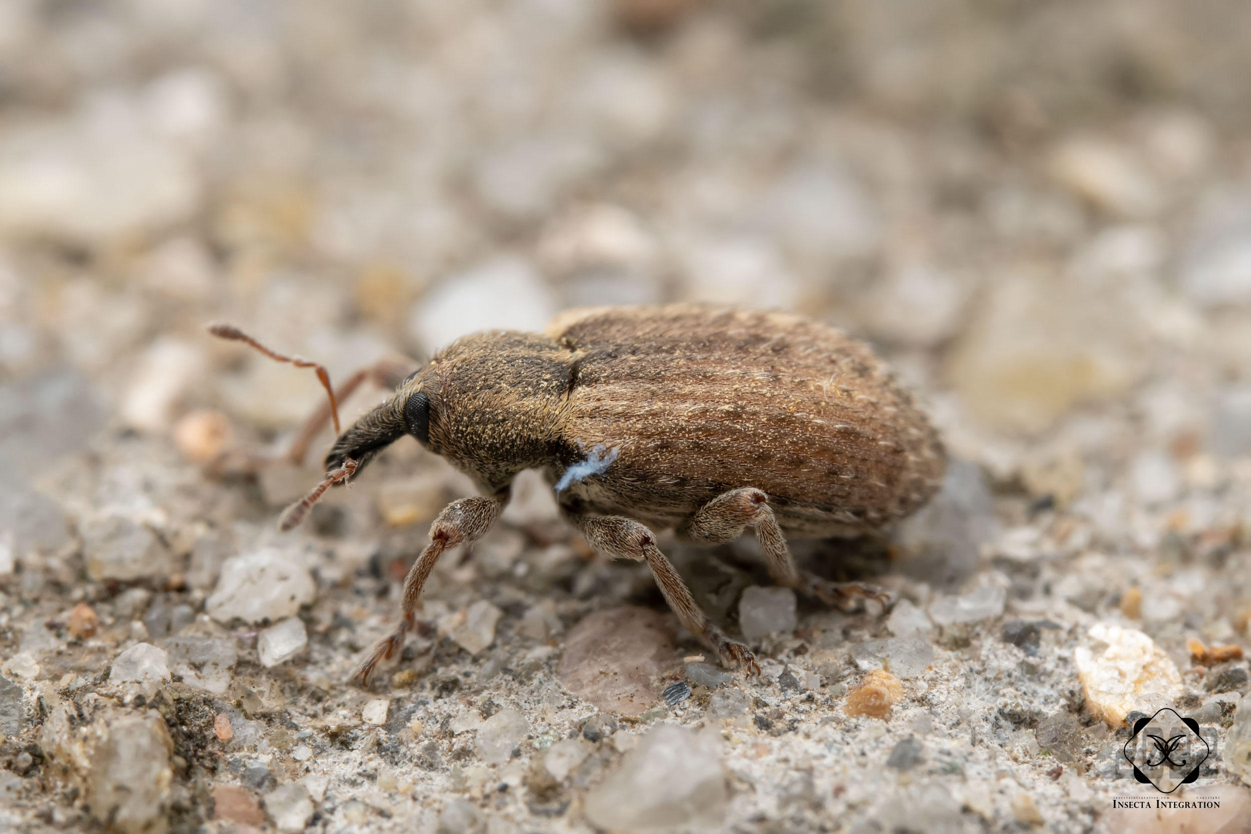 苜蓿叶象甲 Hypera postica – IISDW