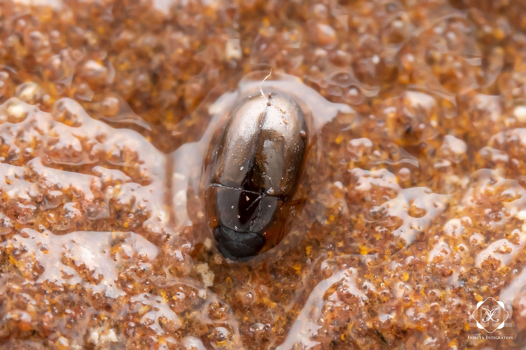 牙甲科 Hydrophilidae – IISDW