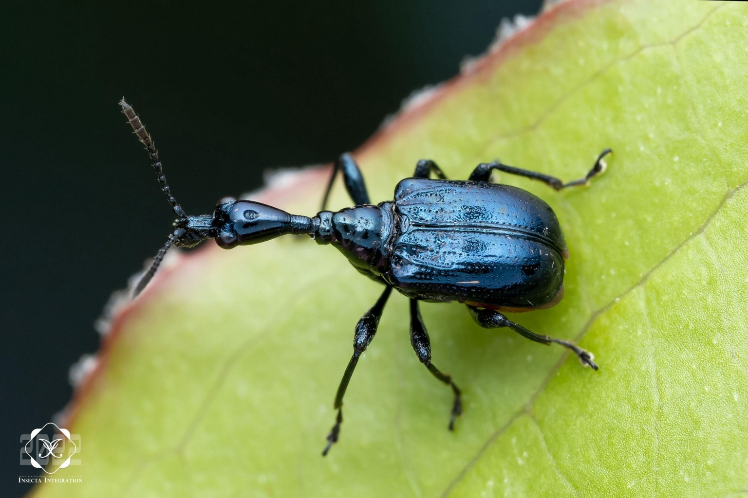 尖角卷象属 Cycnotrachelus – IISDW