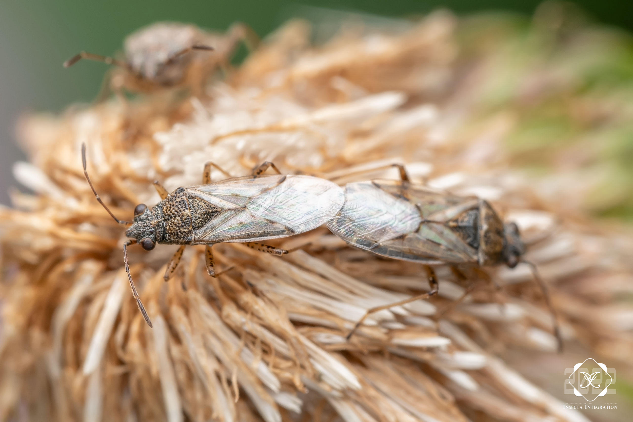 黄色小长蝽 Nysius inconspicuus – IISDW