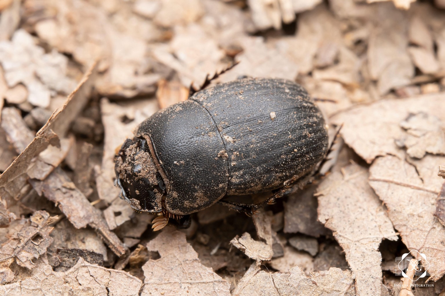 IISDW Species (标本库种类) – 第 19 页 – IISDW