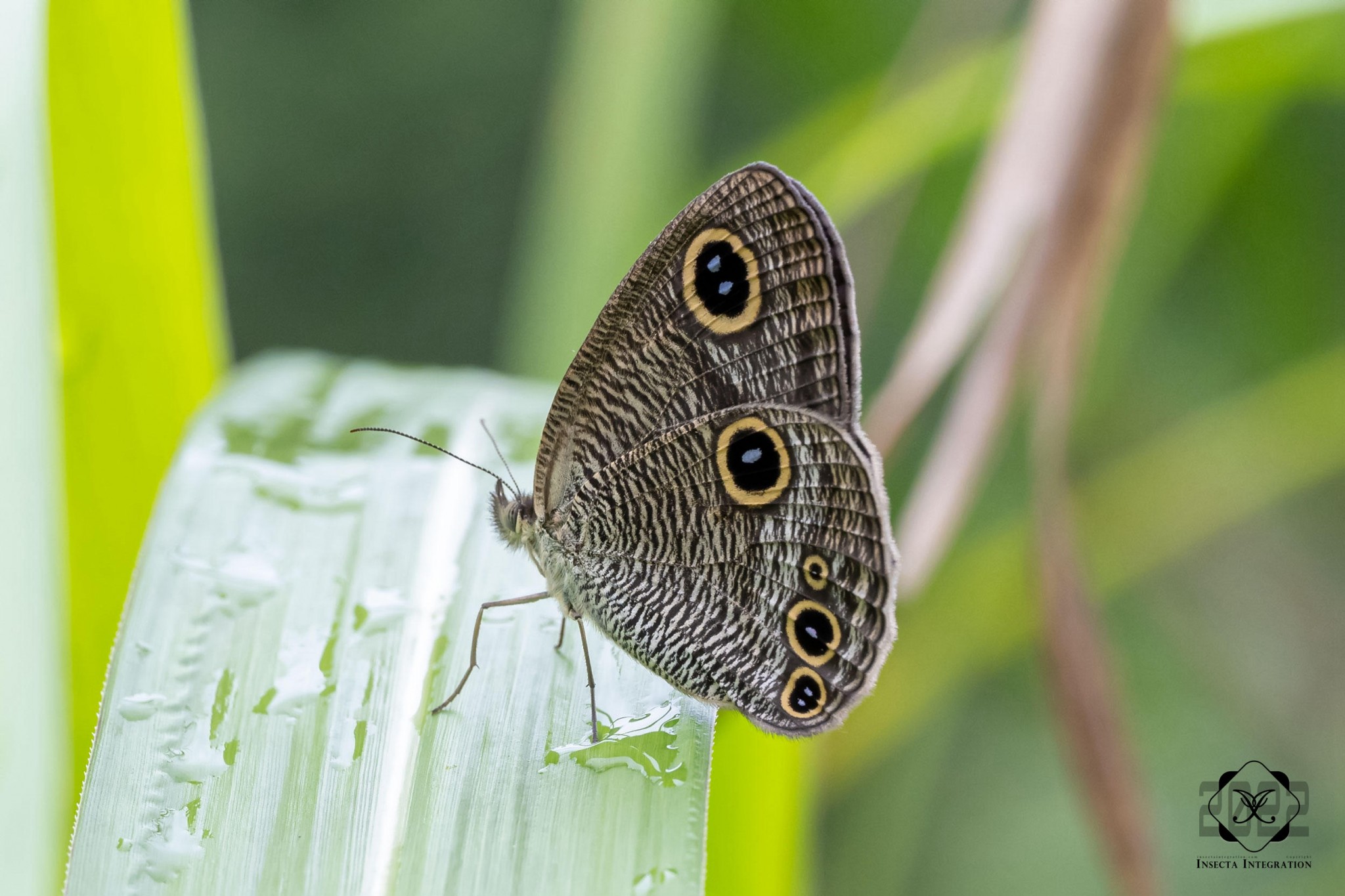 蛱蝶科 Nymphalidae – IISDW