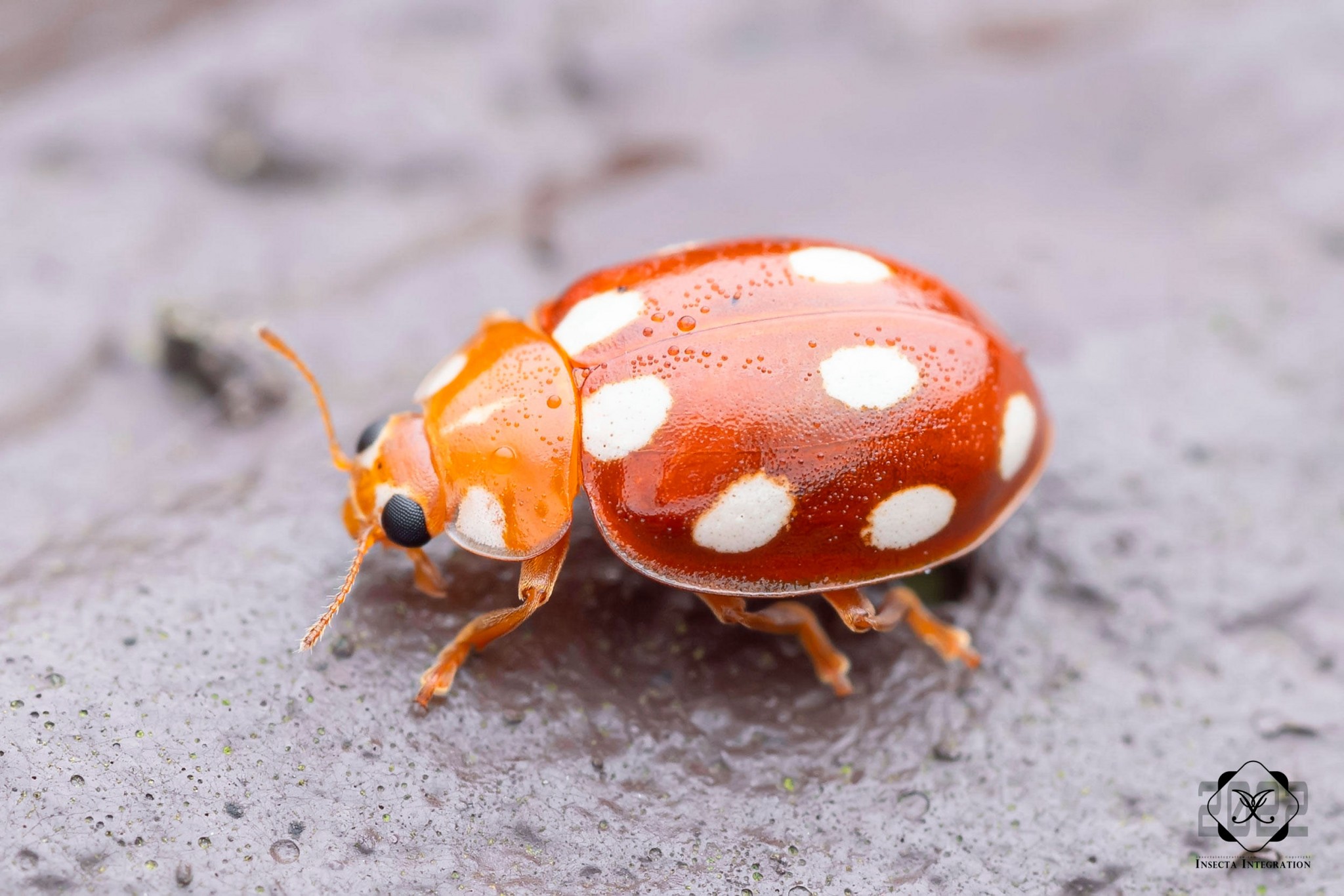 裸瓢虫属 Calvia – IISDW