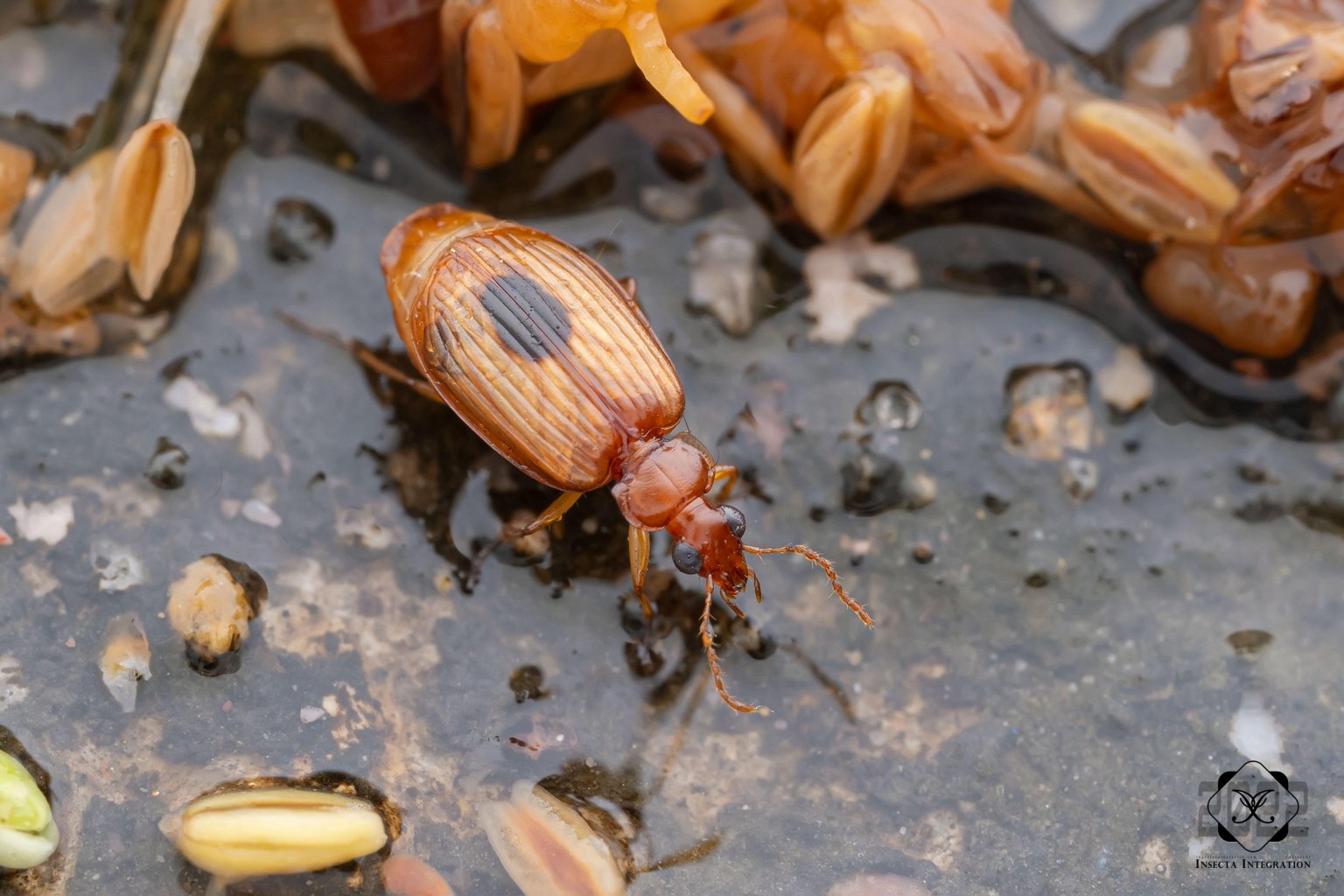 IISDW – Insecta Integration Specimen Database Website