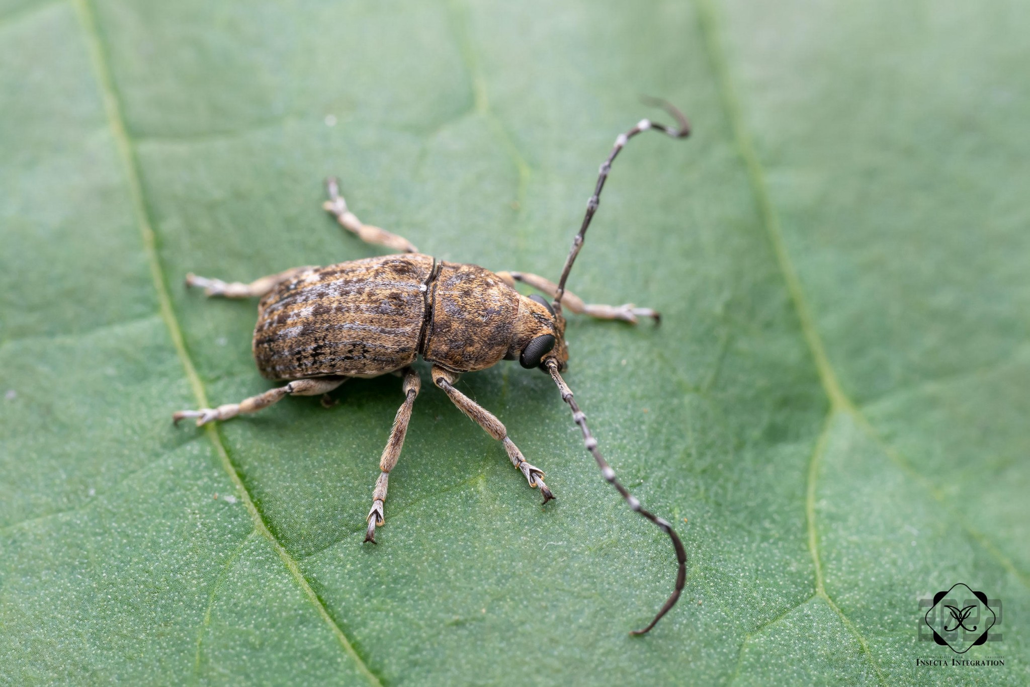 皮长角象属 Phloeobius – IISDW