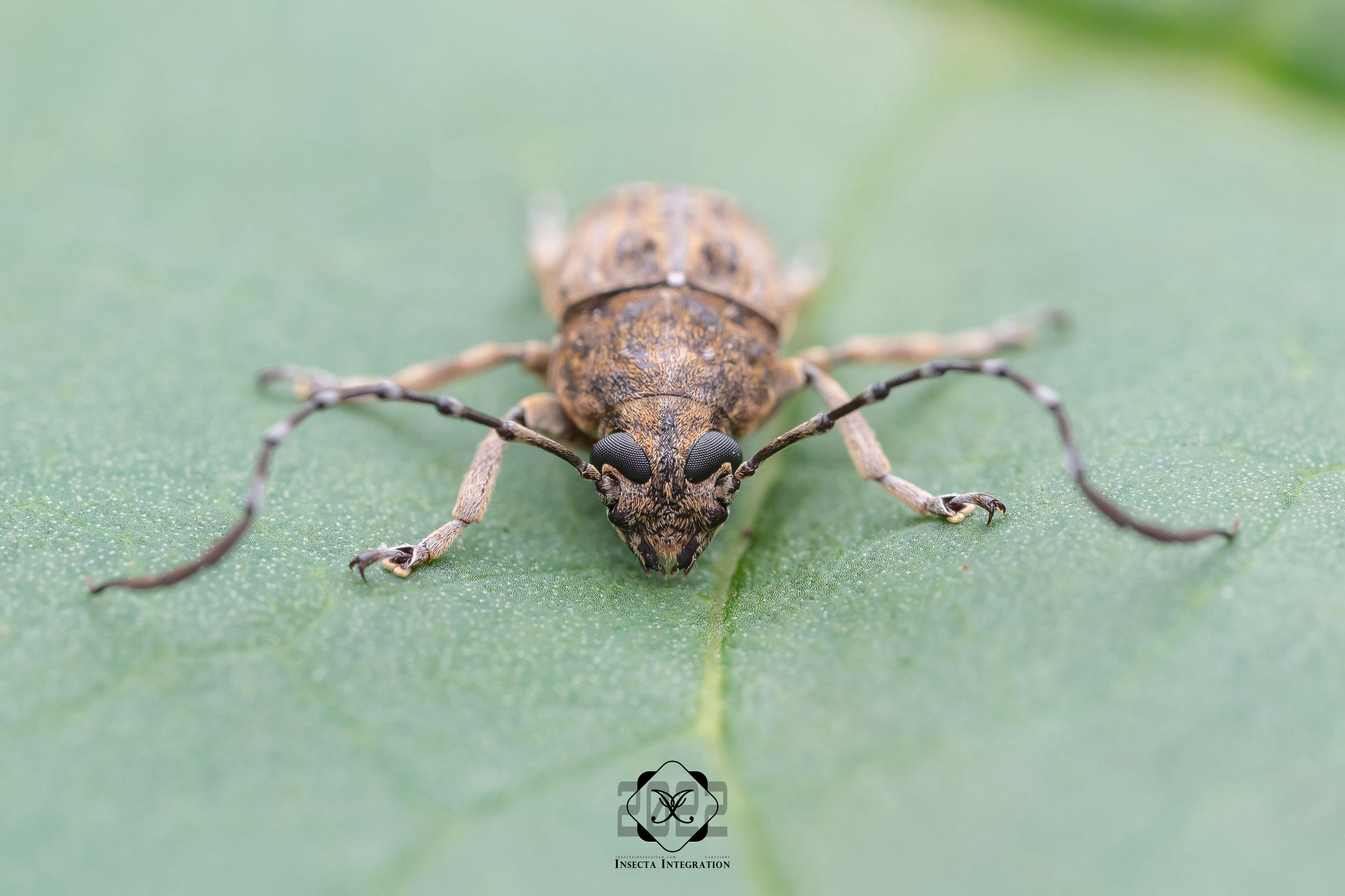 瘤皮长角象 Phloeobius gibbosus – IISDW