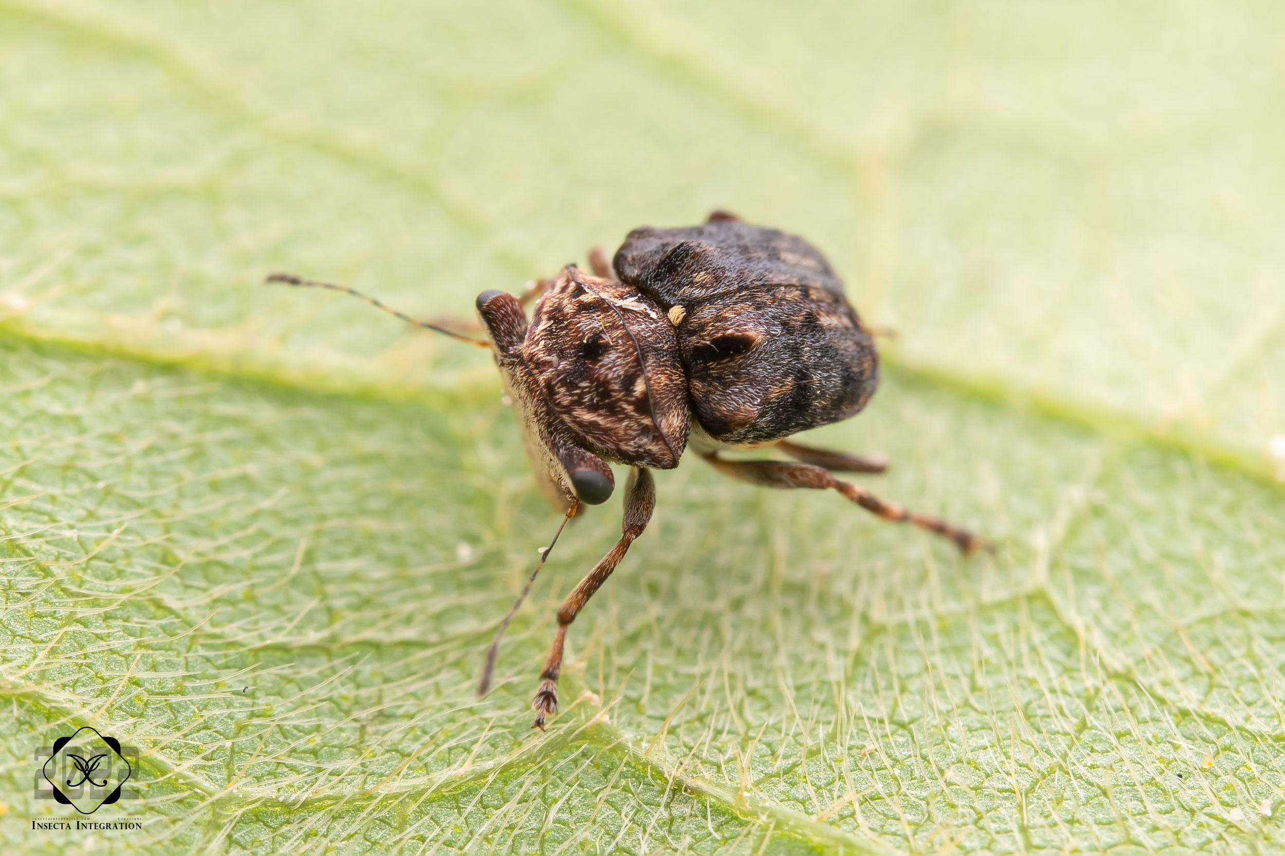 长角象科 Anthribidae – IISDW