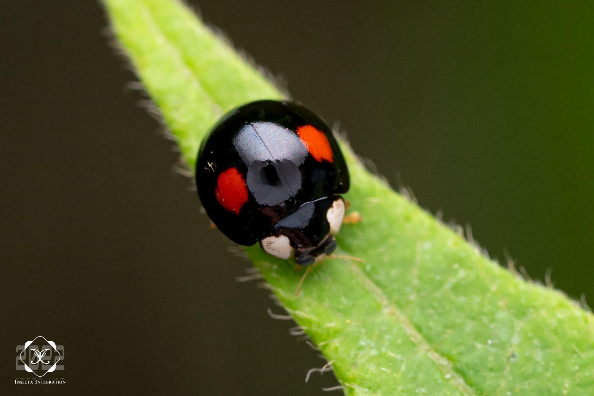 星盘瓢虫属 Phrynocaria – IISDW