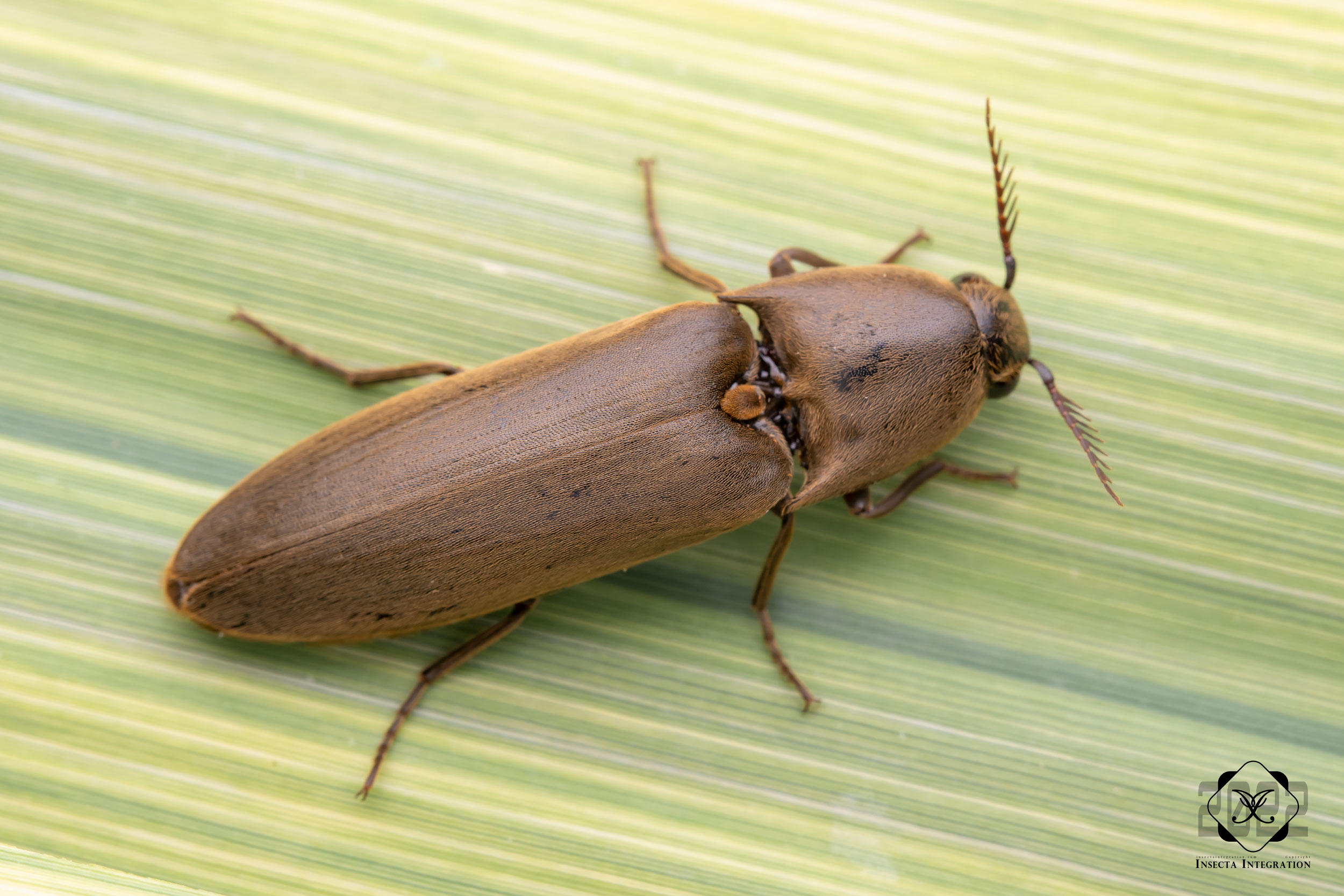 莱氏猛叩甲 Tetrigus lewisi – IISDW