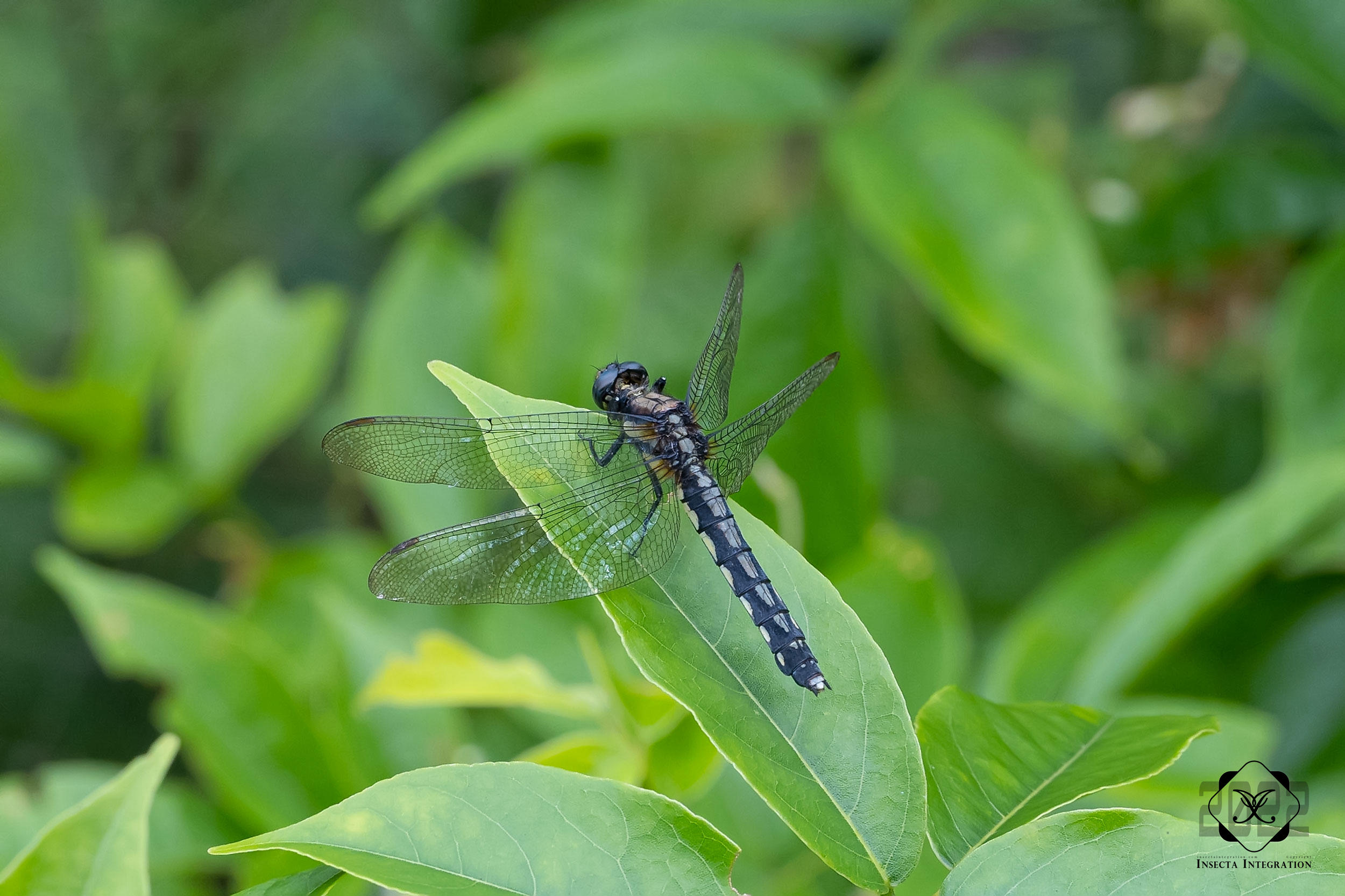 褐肩灰蜻 Orthetrum internum – IISDW