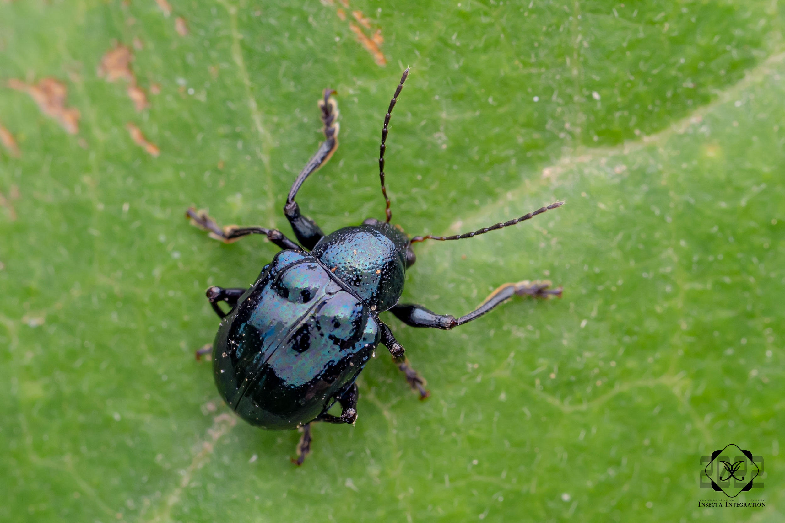 角胸肖叶甲属 Basilepta – IISDW