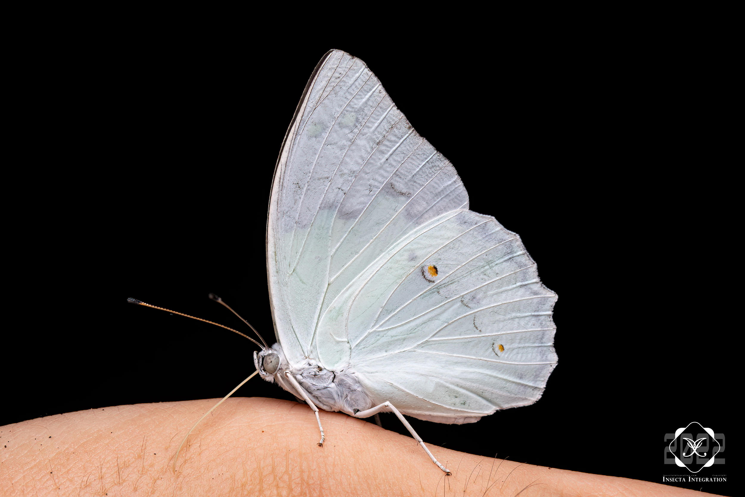 傲白蛱蝶 Helcyra superba – IISDW