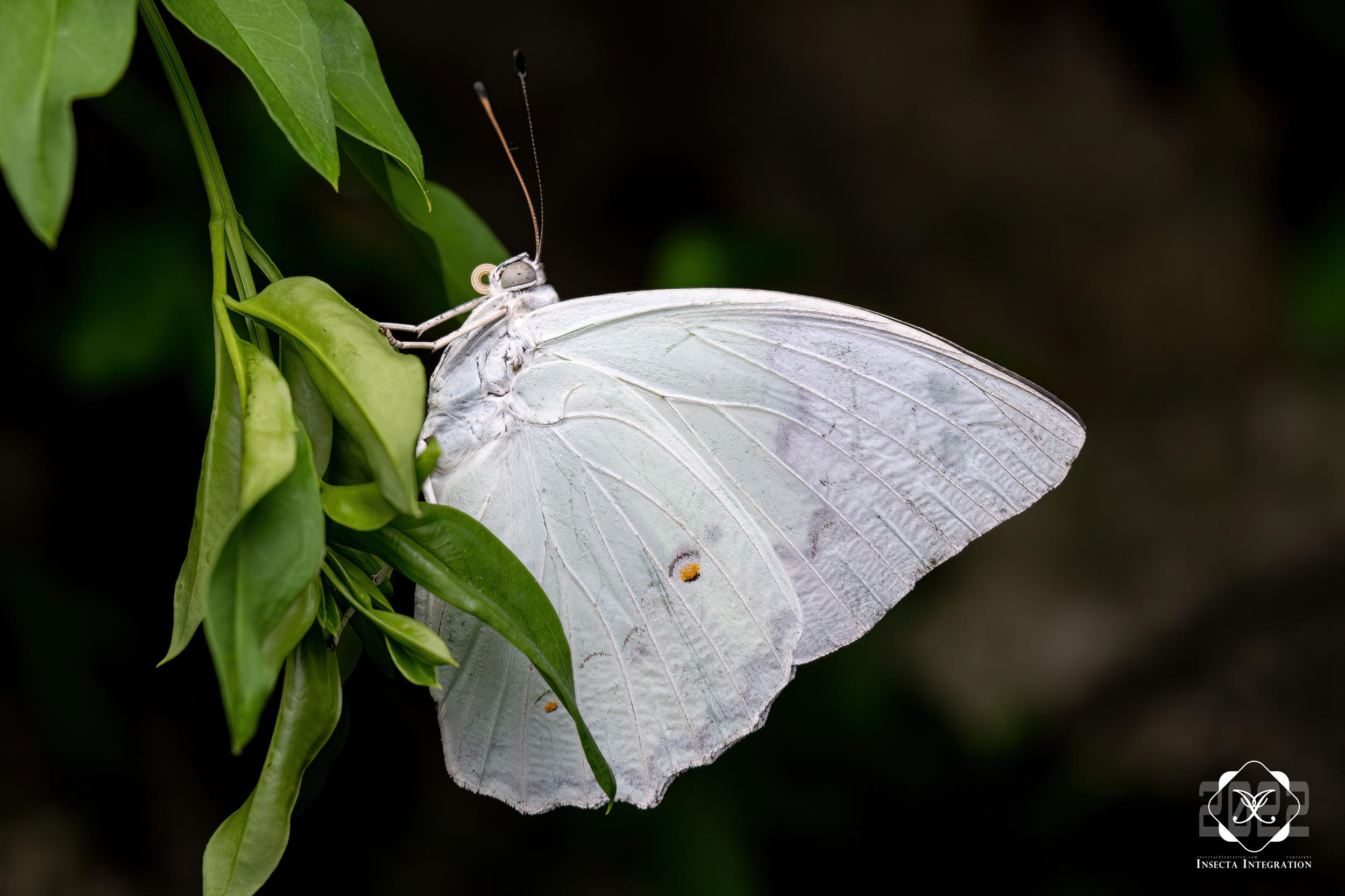 傲白蛱蝶 Helcyra superba – IISDW
