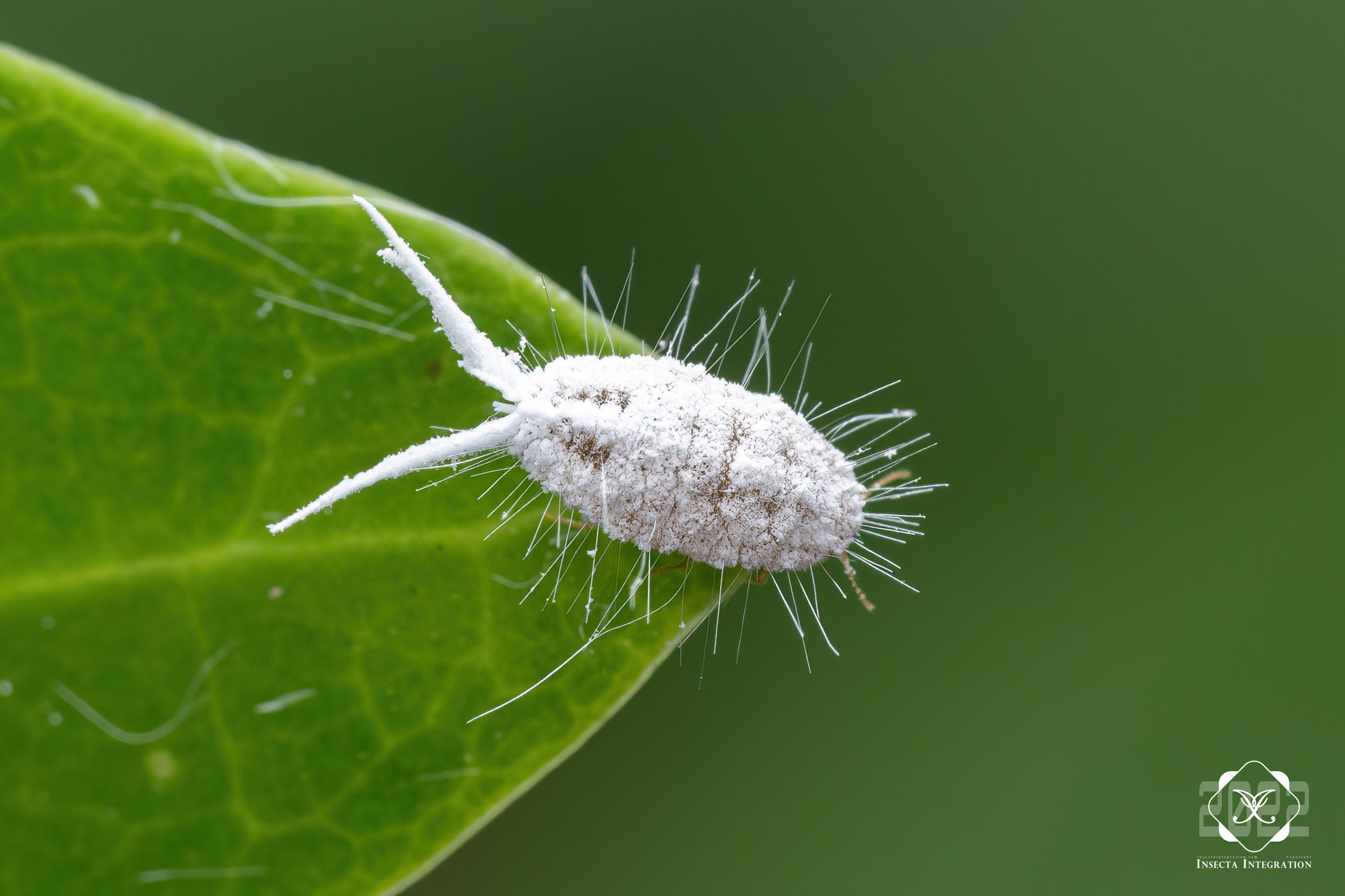 拂粉蚧属待定种1 Ferrisia sp.1 – IISDW