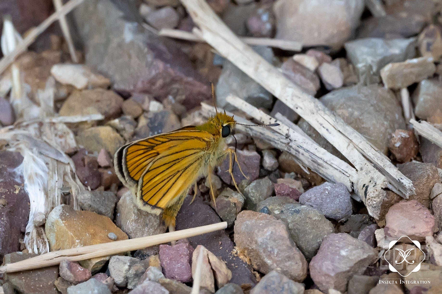 豹弄蝶 Thymelicus leoninus – IISDW