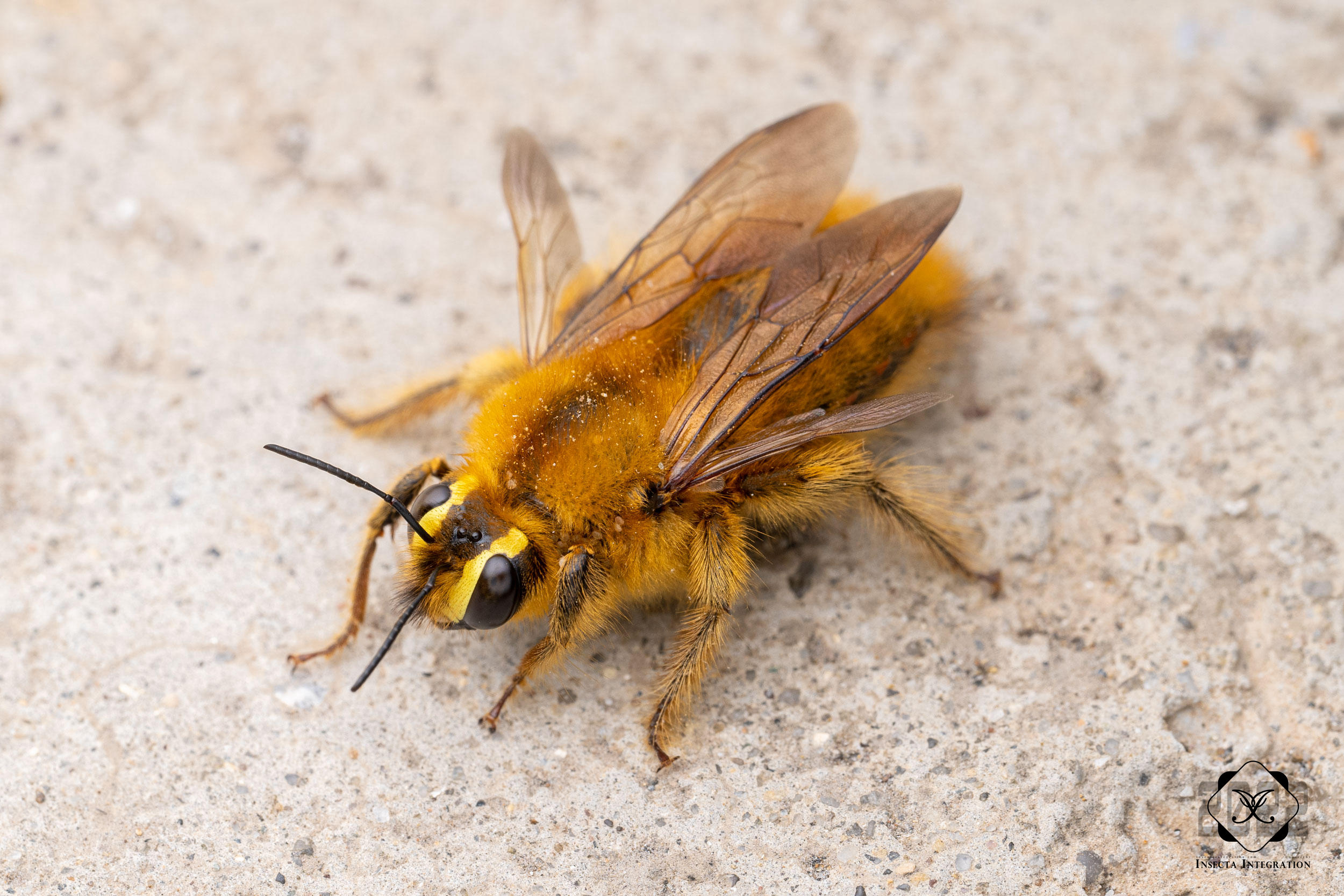 蜜蜂科 Apidae – IISDW