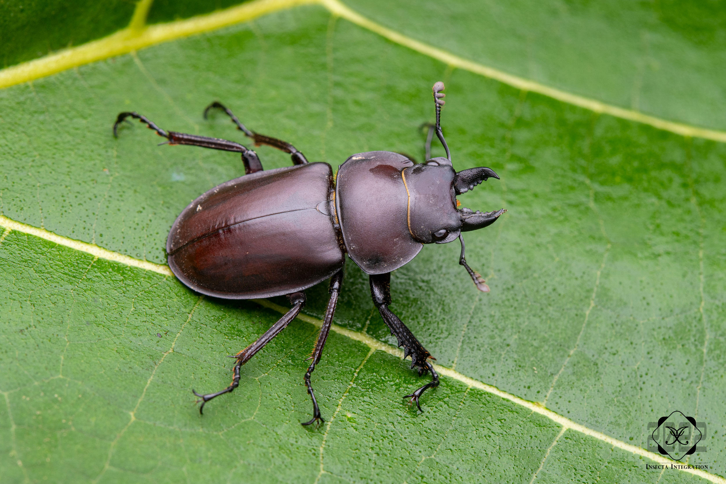 中华圆翅锹甲 Neolucanus sinicus – IISDW