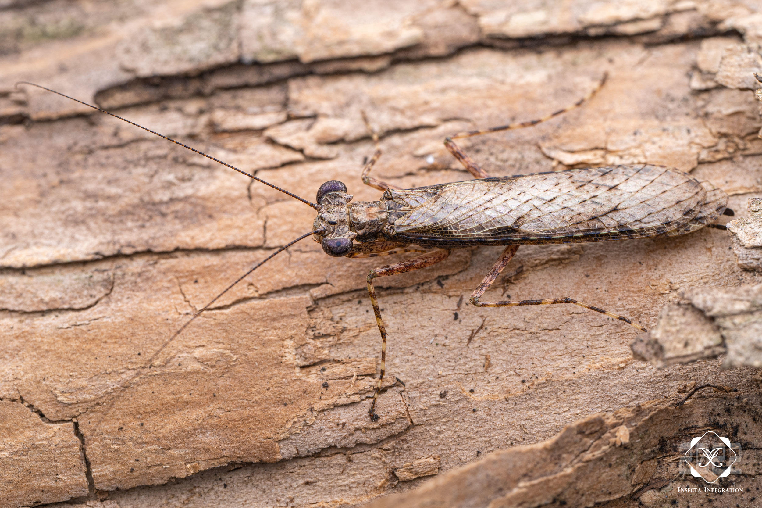 IISDW – Insecta Integration Specimen Database Website