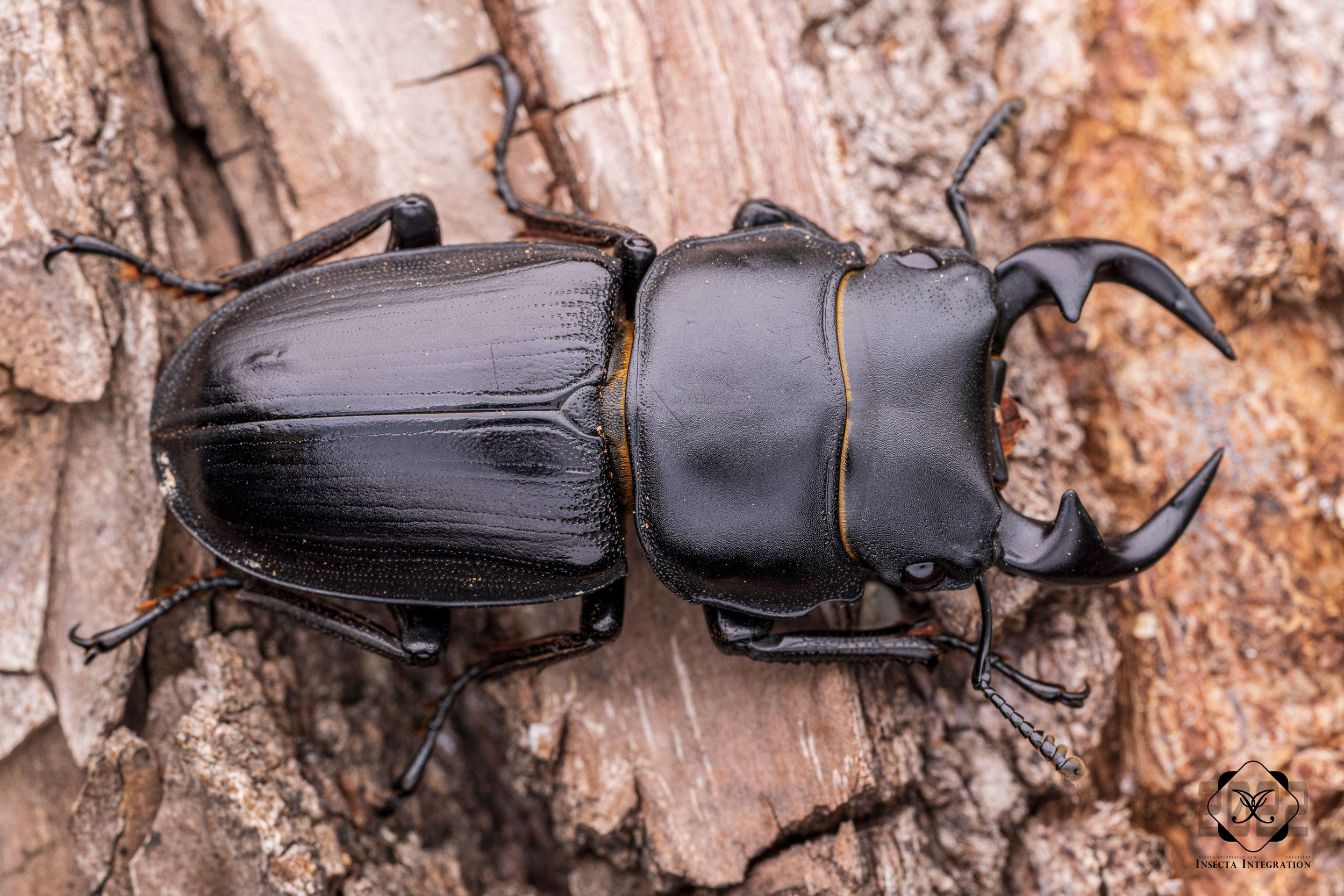 中国大锹甲 Dorcus hopei – IISDW