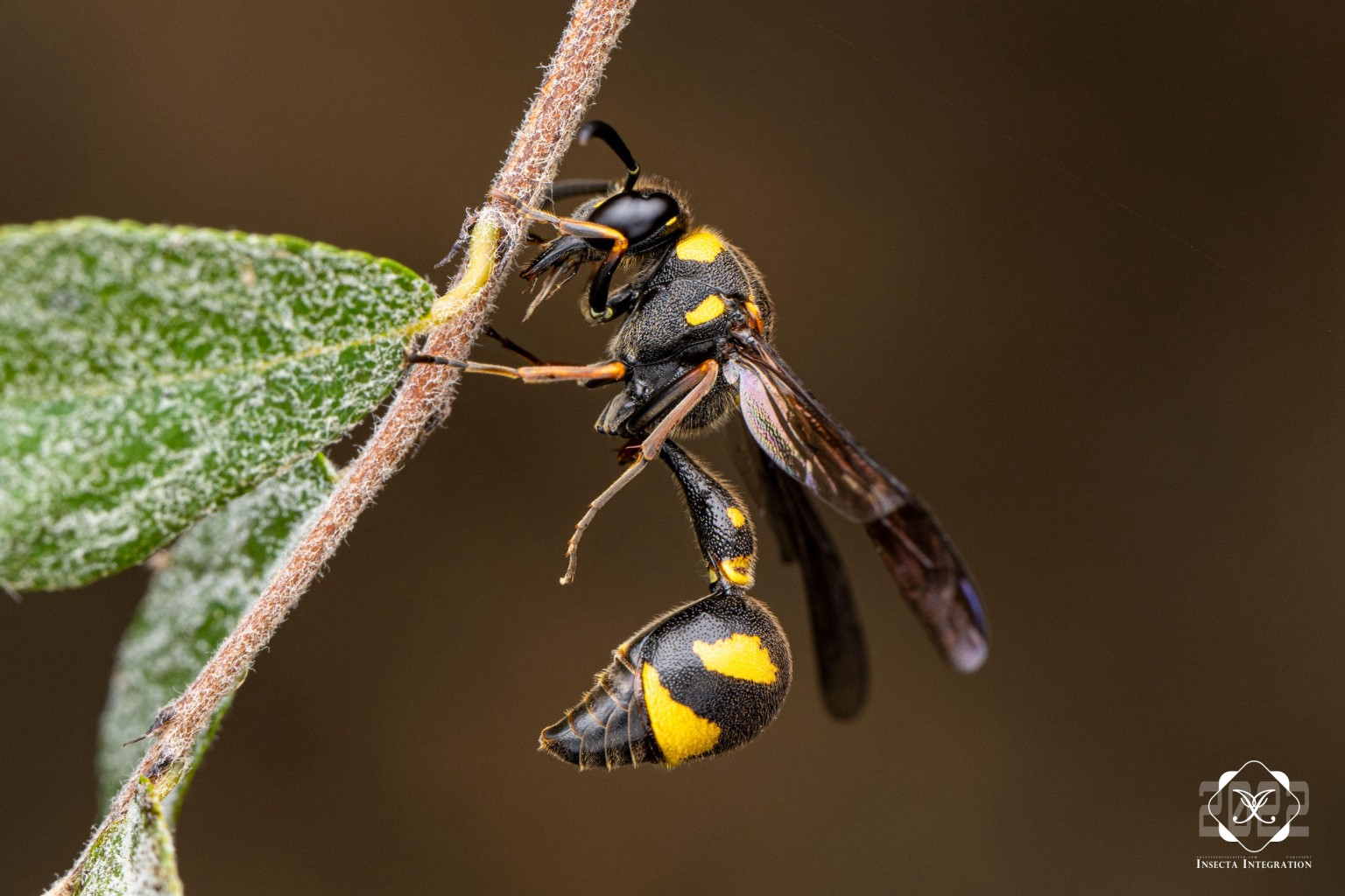 蜾蠃属 Eumenes – IISDW