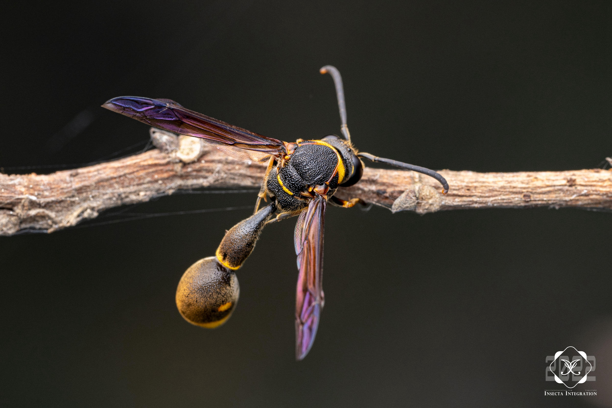 唇蜾蠃 Eumenes labiatus – IISDW