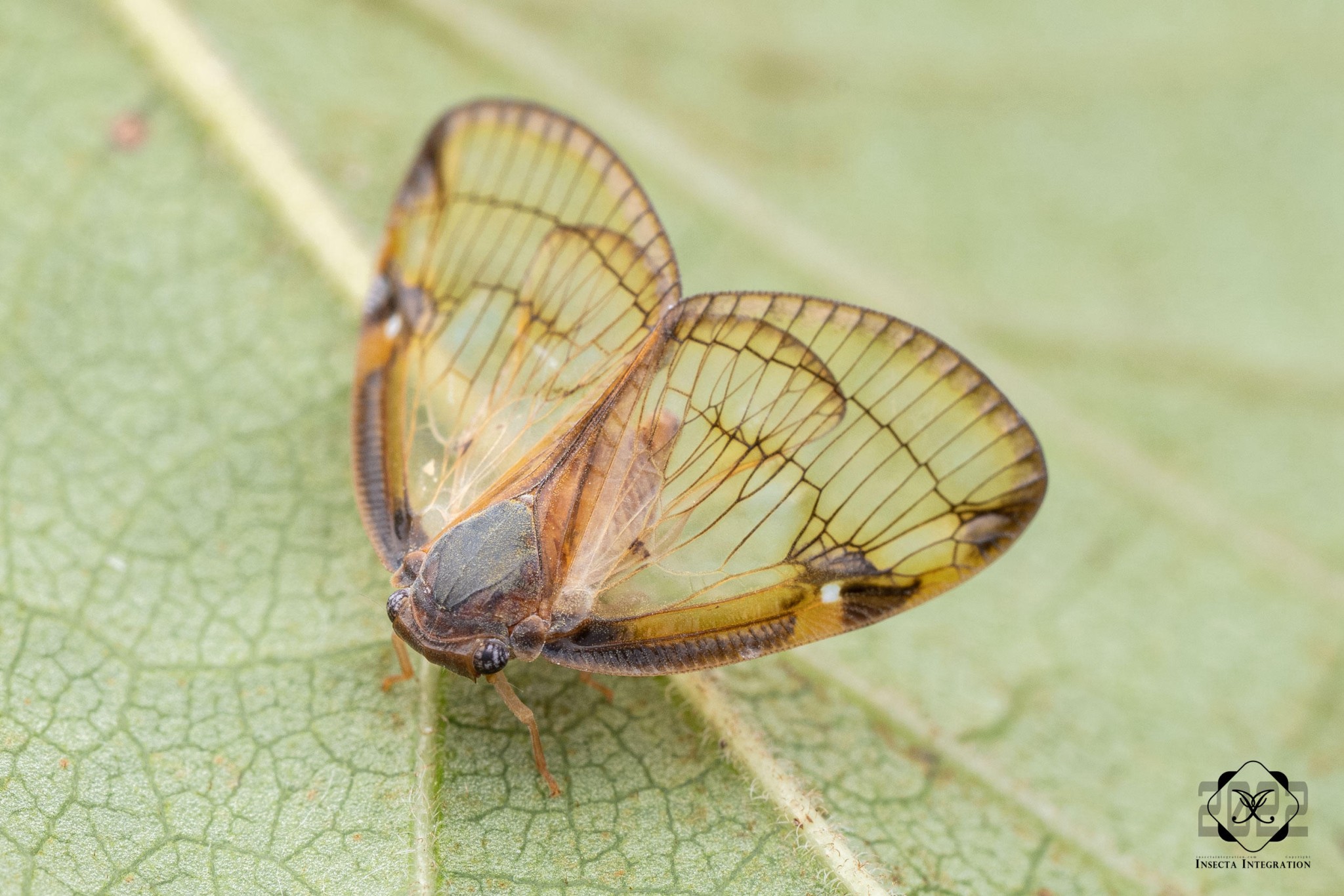 广翅蜡蝉科 Ricaniidae – IISDW