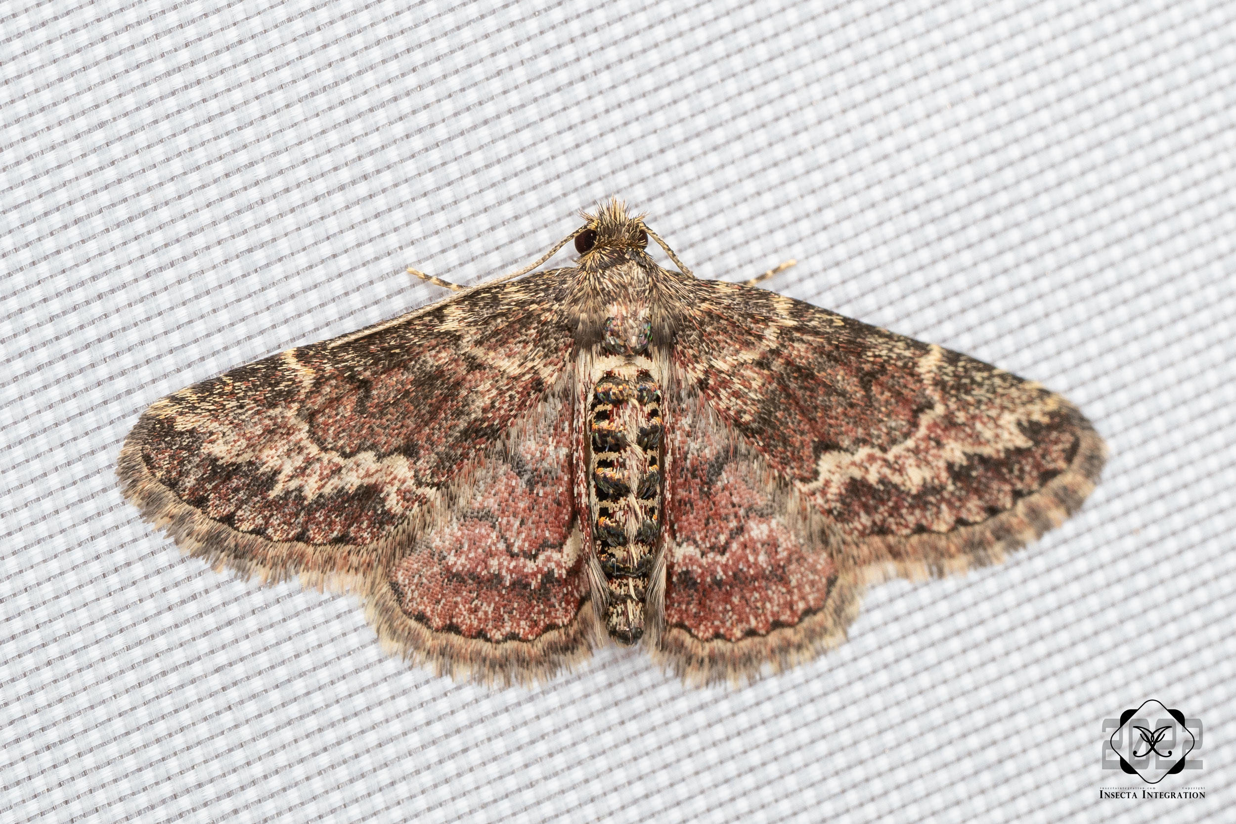 平夜蛾属 Paragona – IISDW