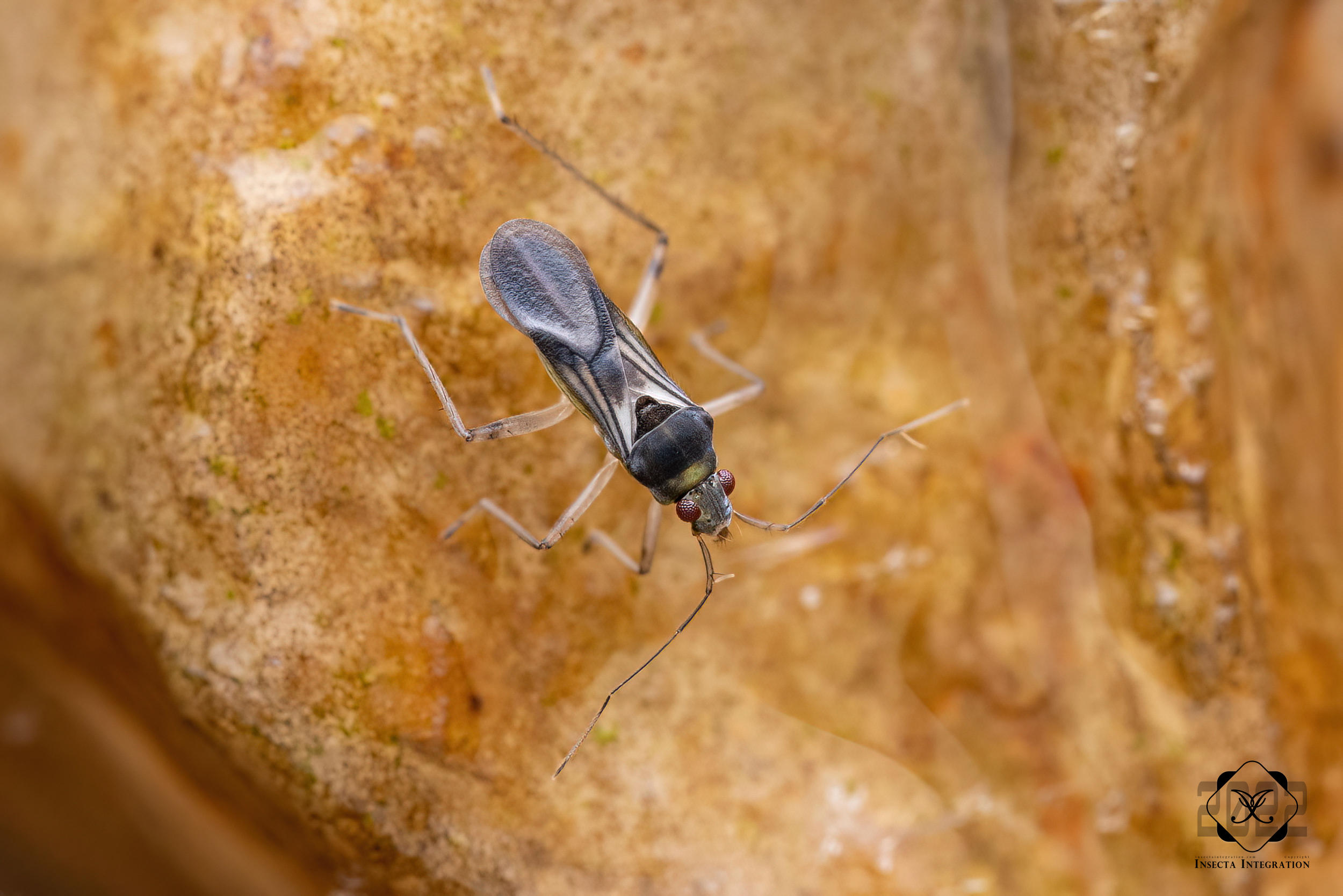 无突水蝽 Mesovelia furcata – IISDW