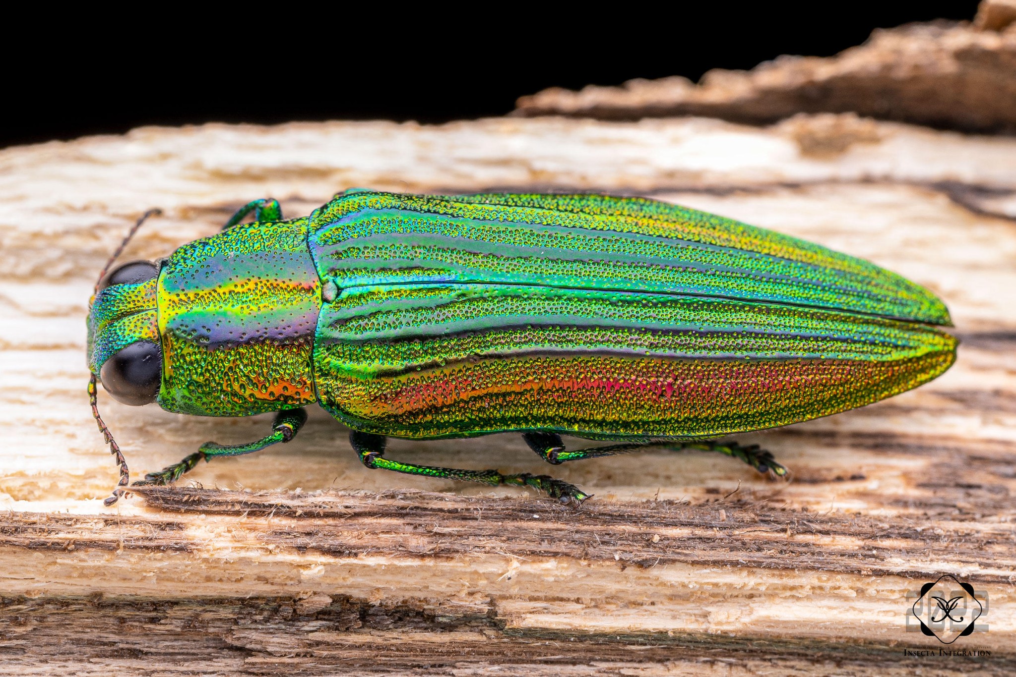 夏日夜眠 202208 – IISDW