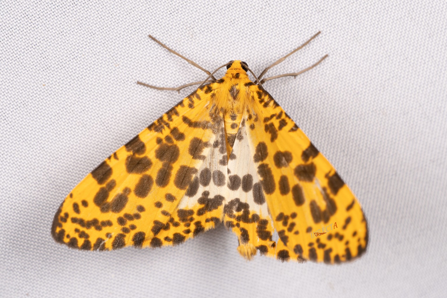 IISDW Species (标本库种类) – 第 32 页 – IISDW