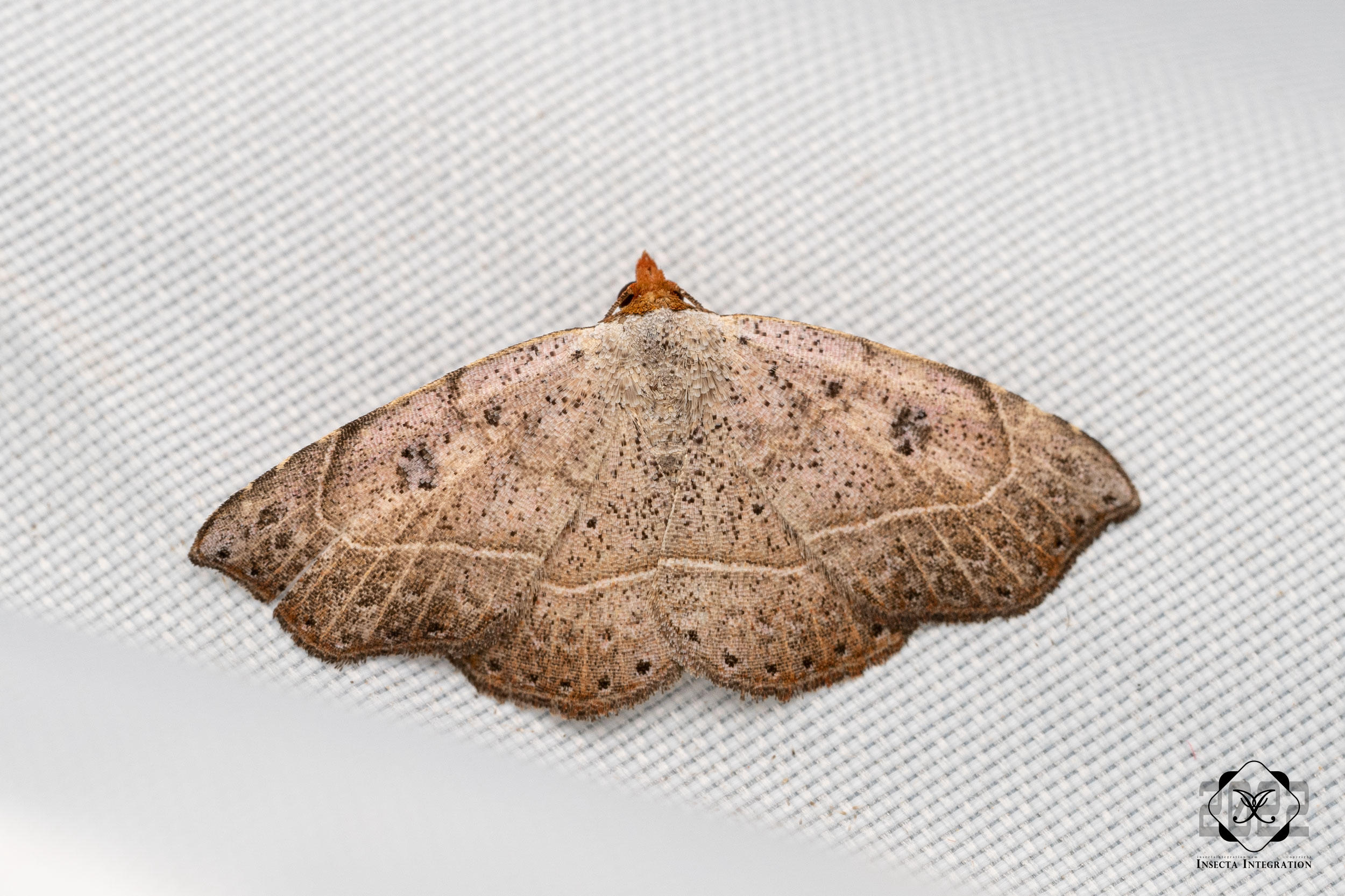 赭灰勒夜蛾 Laspeyria ruficeps – IISDW